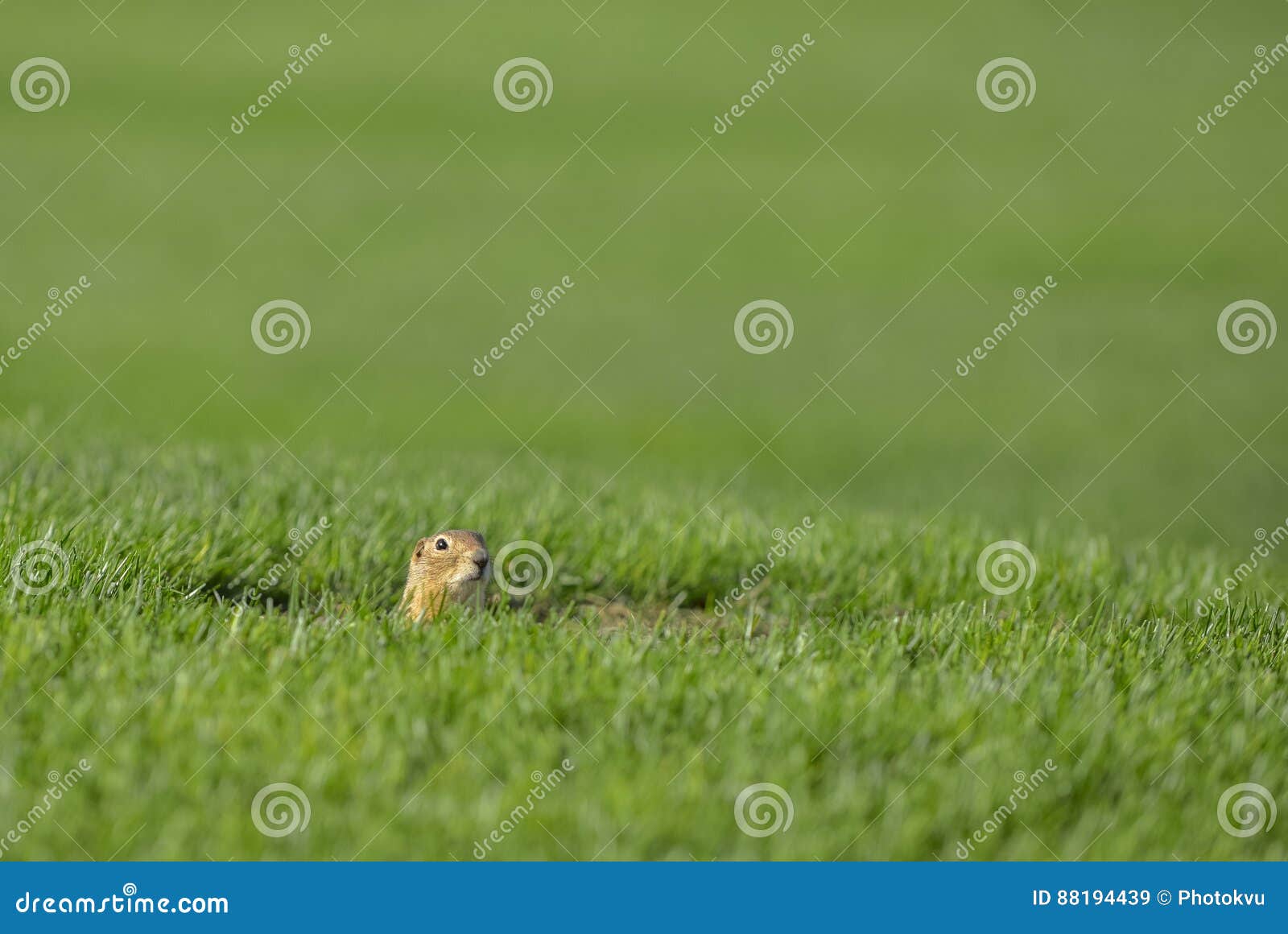 Curious gopher looks out stock image. Image of wildlife - 88194439