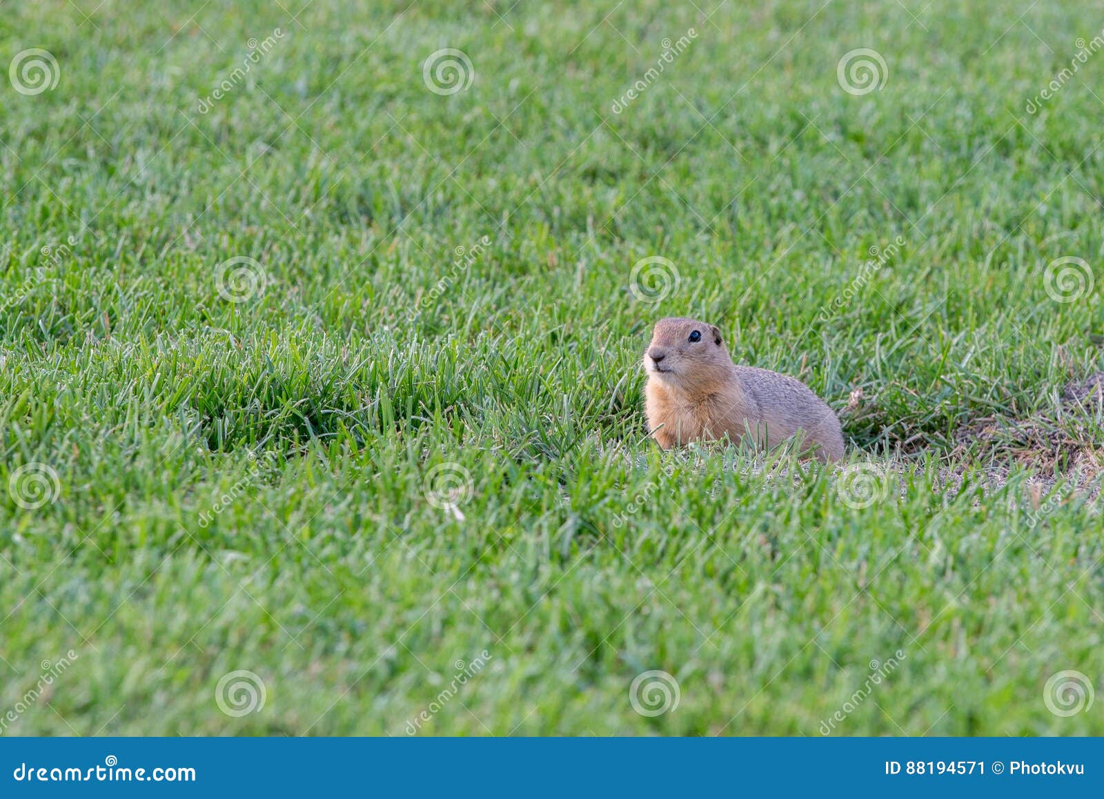 Curious gopher looks out stock image. Image of silhouette - 88194571