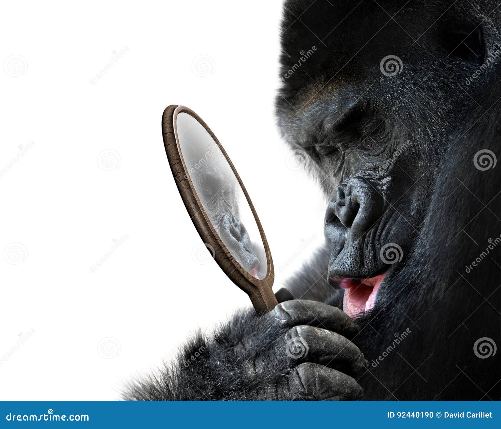 Curious Gorilla Looking at His Handsome Self Reflection in Mirror and ...