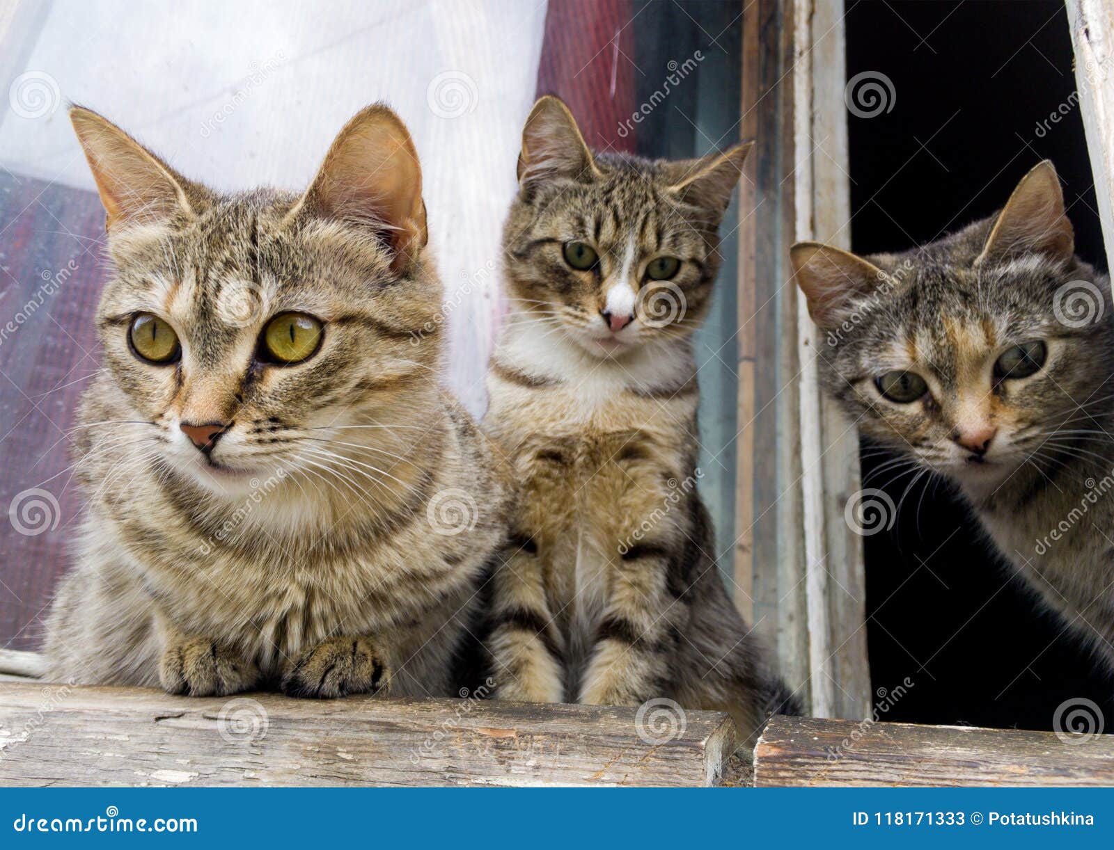 Curious Gray Kittens Peeking Out the Window Stock Image - Image of ...