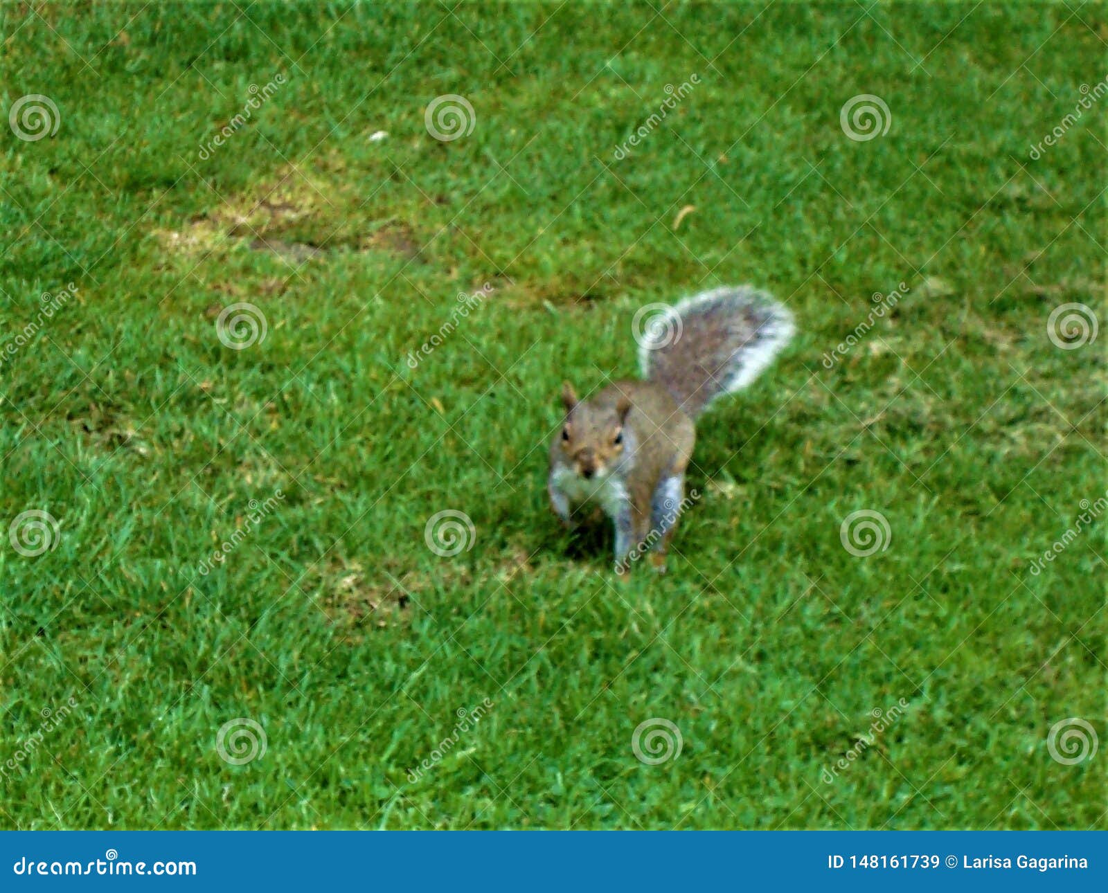 Curious Gray Squirrel on a Lawn. Stock Image - Image of space, color ...