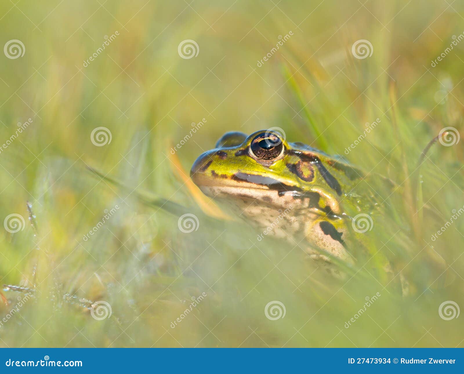 Curious green frog stock photo. Image of animal, curiosity - 27473934