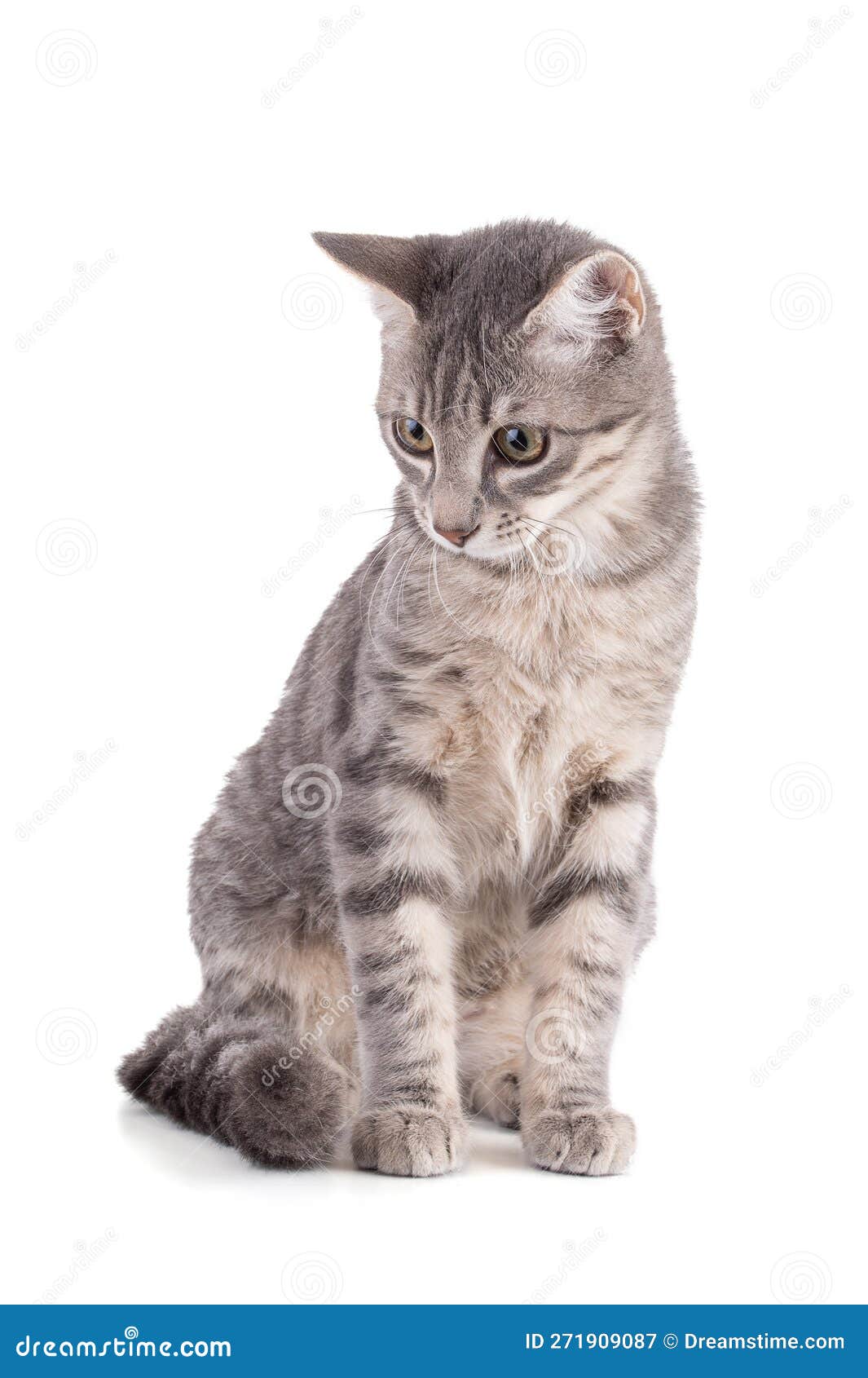 Curious grey kitten stock image. Image of lying, background - 271909087