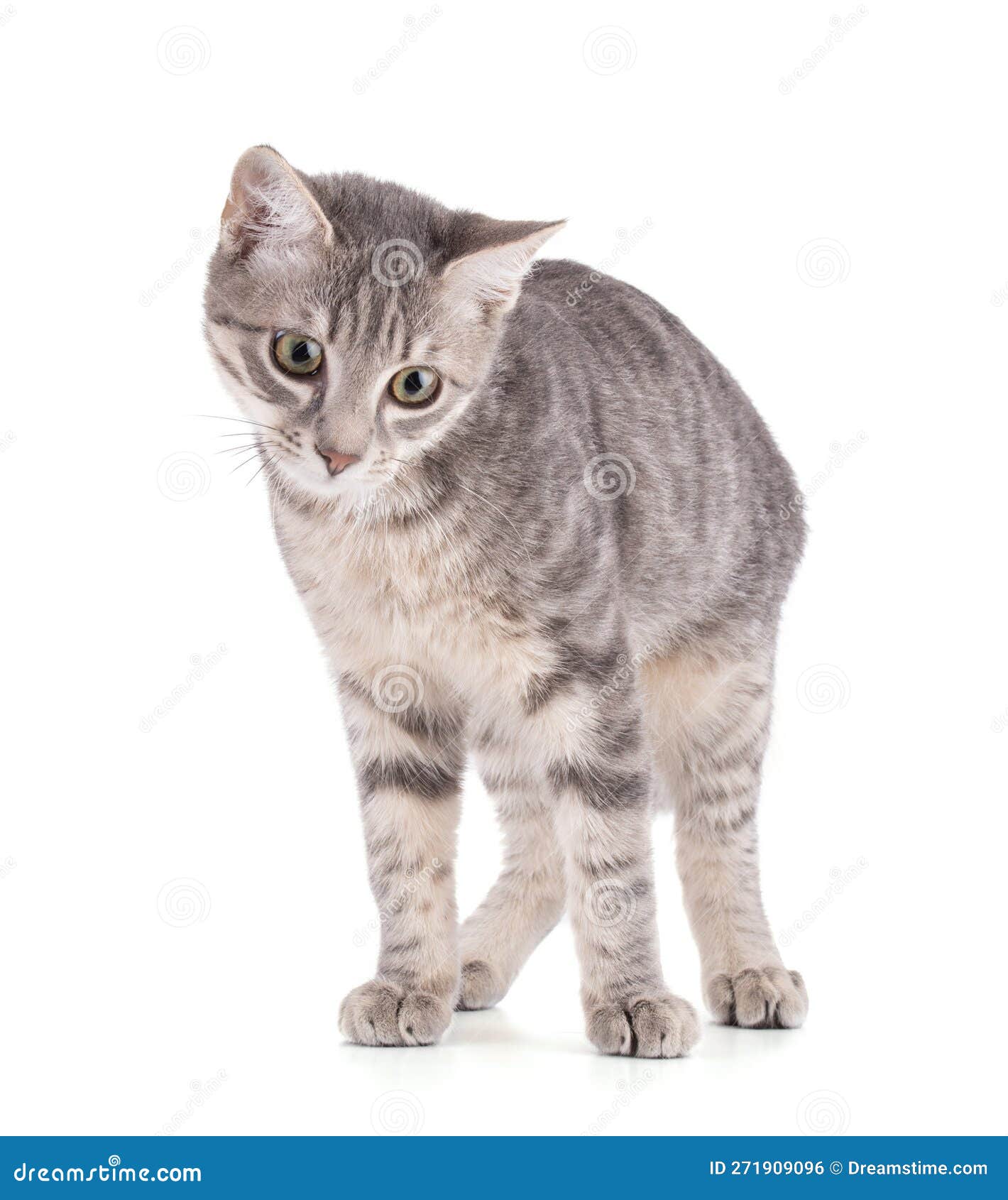 Curious grey kitten stock photo. Image of lying, curious - 271909096