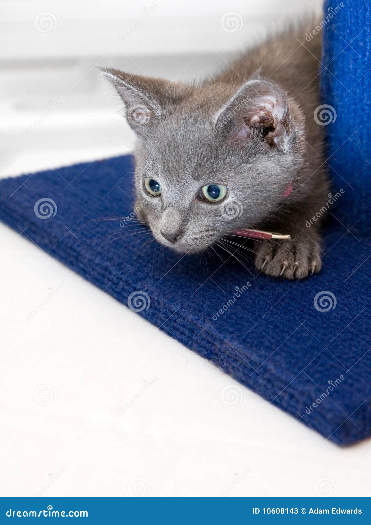 Curious Grey Kitten Prepares To Pounce Stock Image - Image of fluffy ...