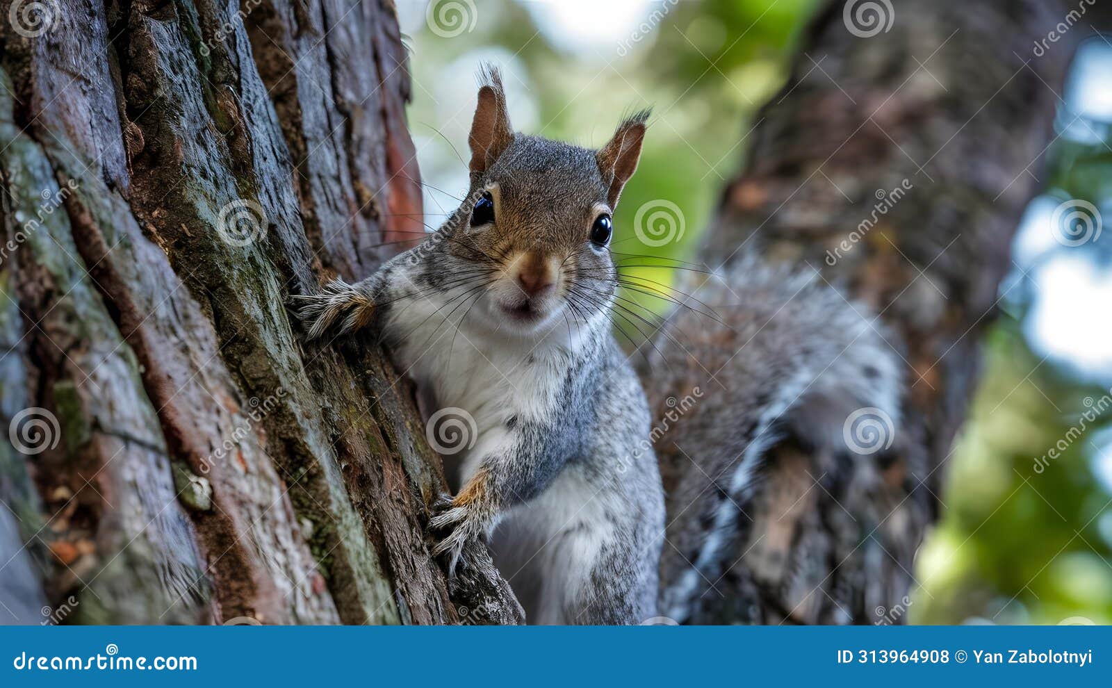 Curious Grey Squirrel Peeking from a Tree. Concept Nature, Wildlife ...
