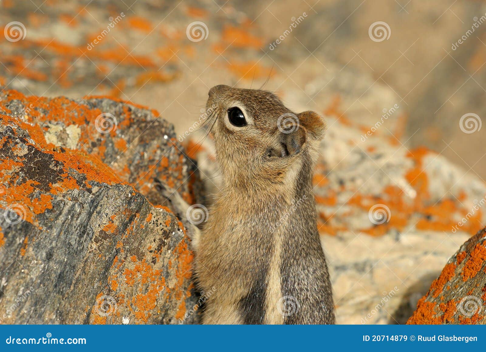 Curious Ground Squirrel in the Grand Canyon Stock Image - Image of ...