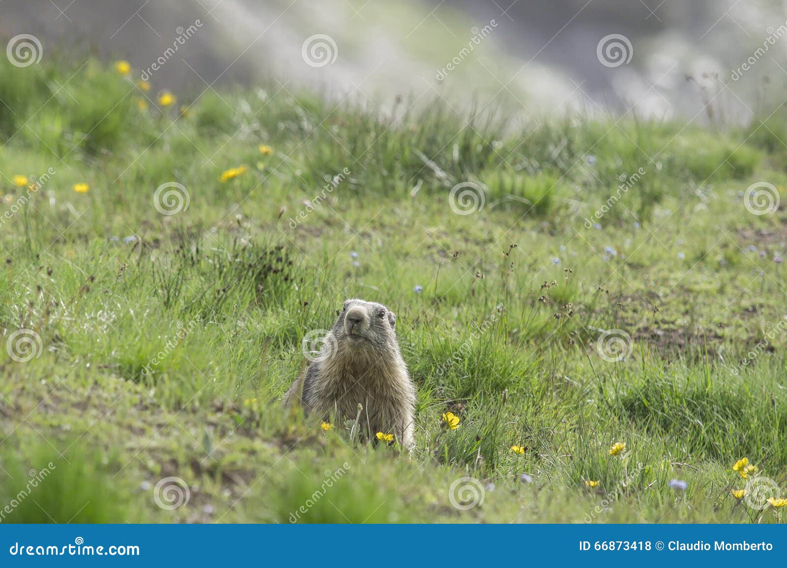 Curious groundhog stock photo. Image of grass, burrow - 66873418