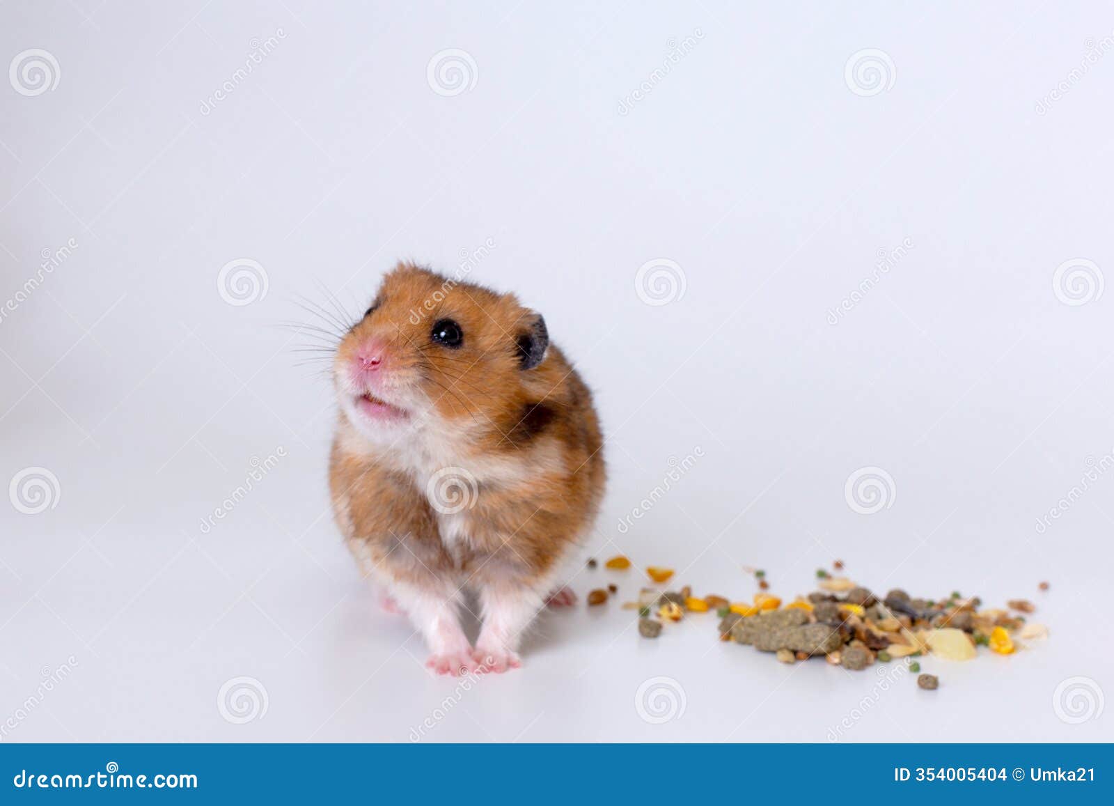 Curious Hamster with Food on White Background Stock Photo - Image of ...