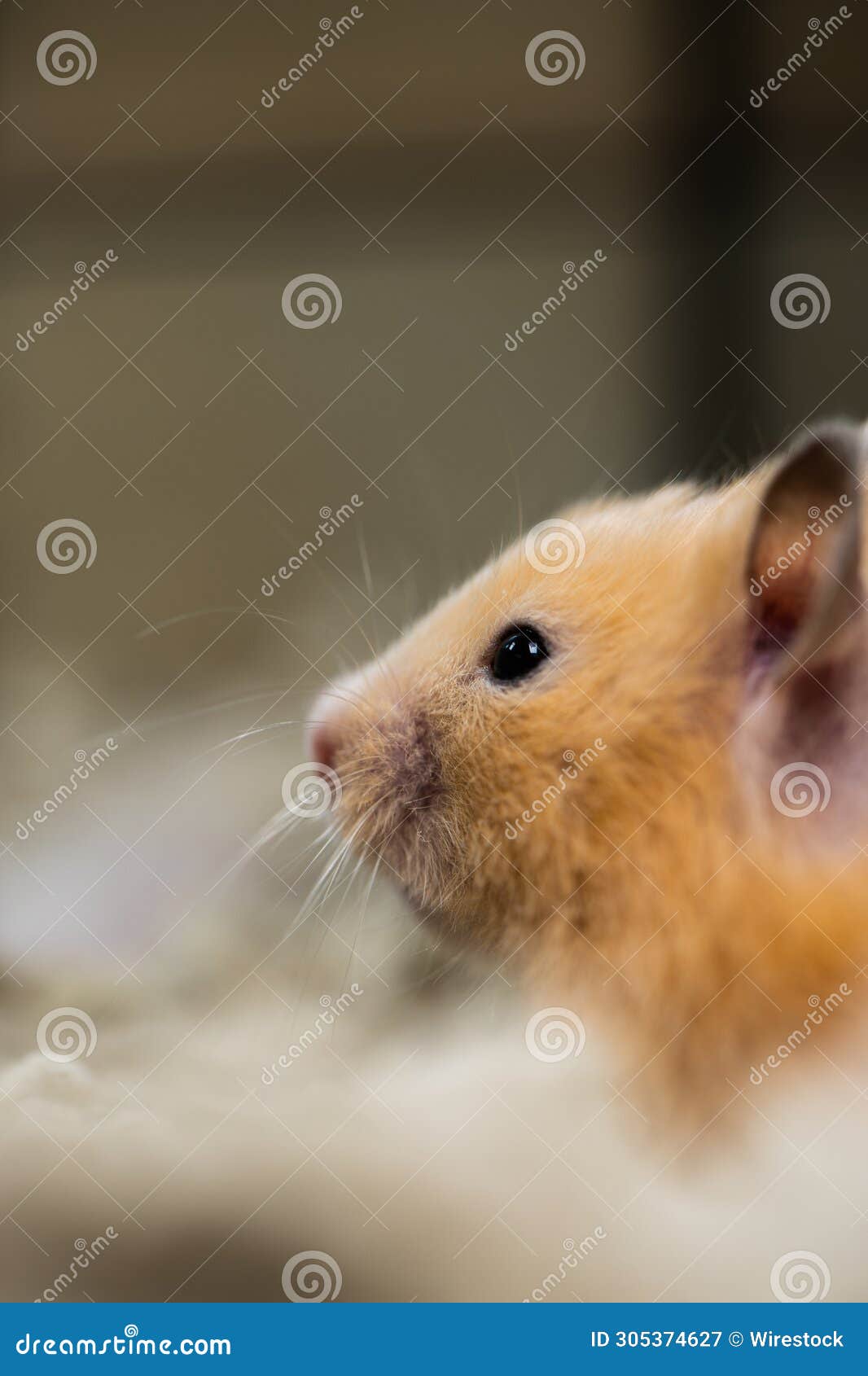 A Hamster with Its Head Inside of the Cage Looking Away Stock Image ...
