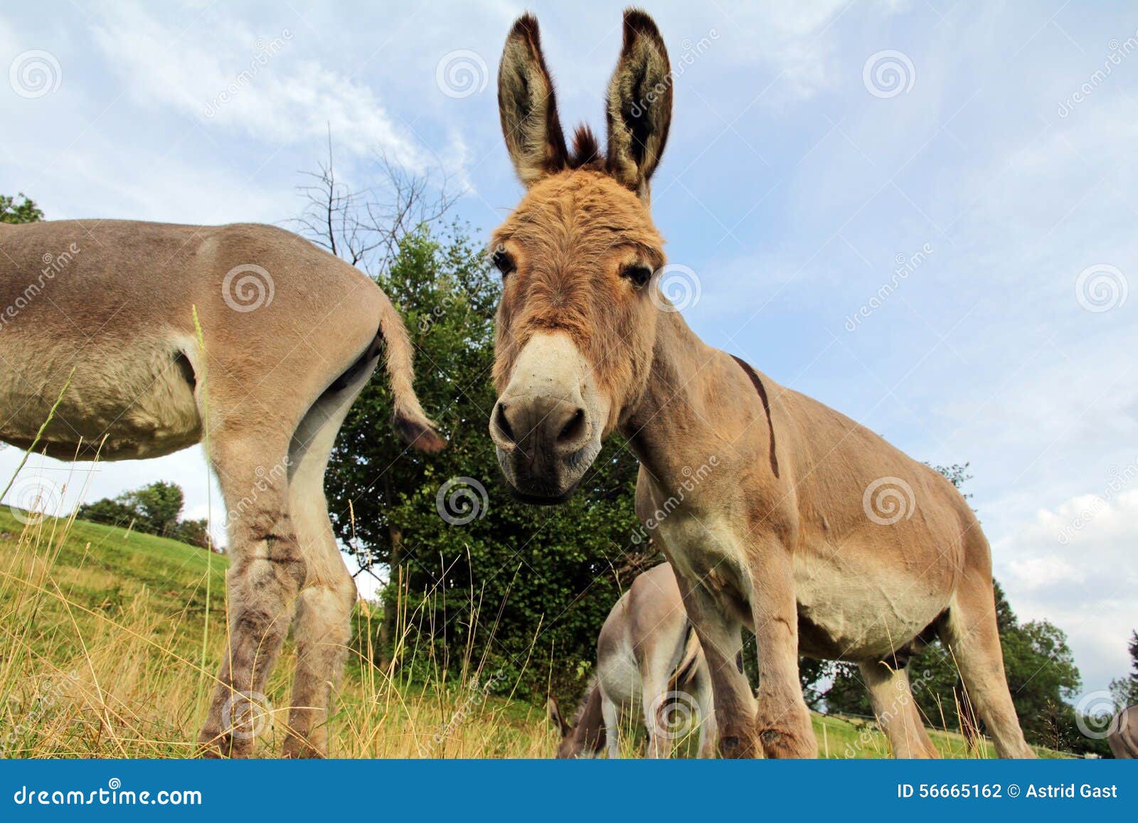 A Curious Handsome Young Donkey Stock Photo - Image of asinus, curious ...