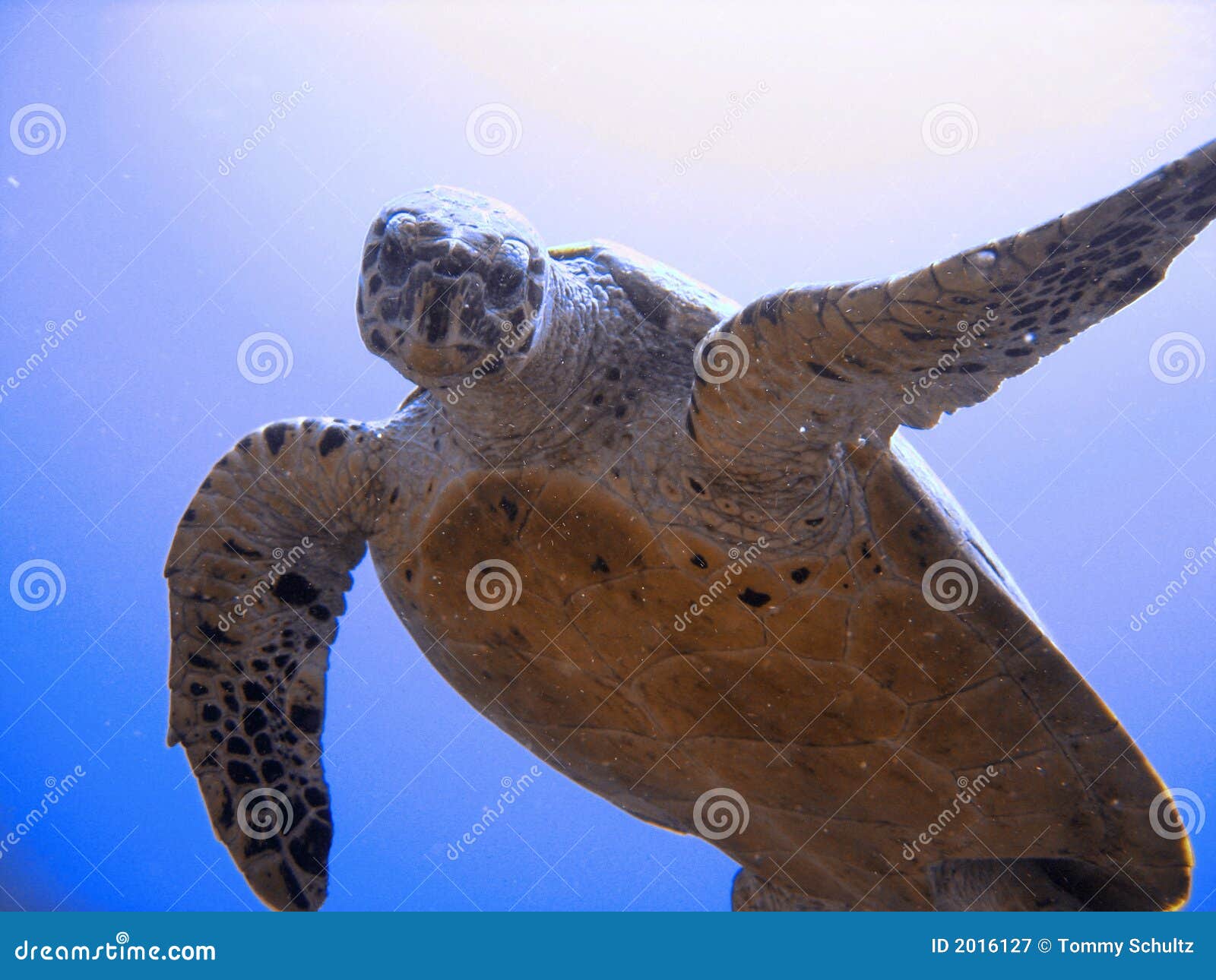 Curious Hawksbill Sea Turtle (endangered) Stock Image - Image of deep ...