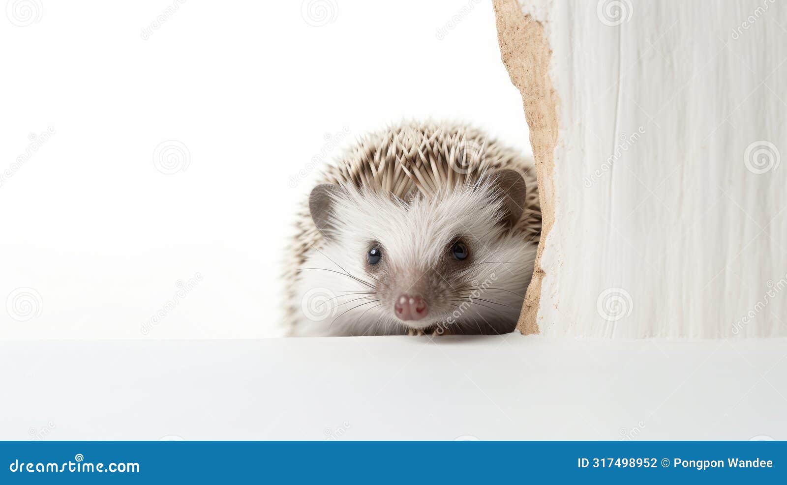 A Curious Hedgehog Peeks Out from a Hole in a White Wall, Its Small ...