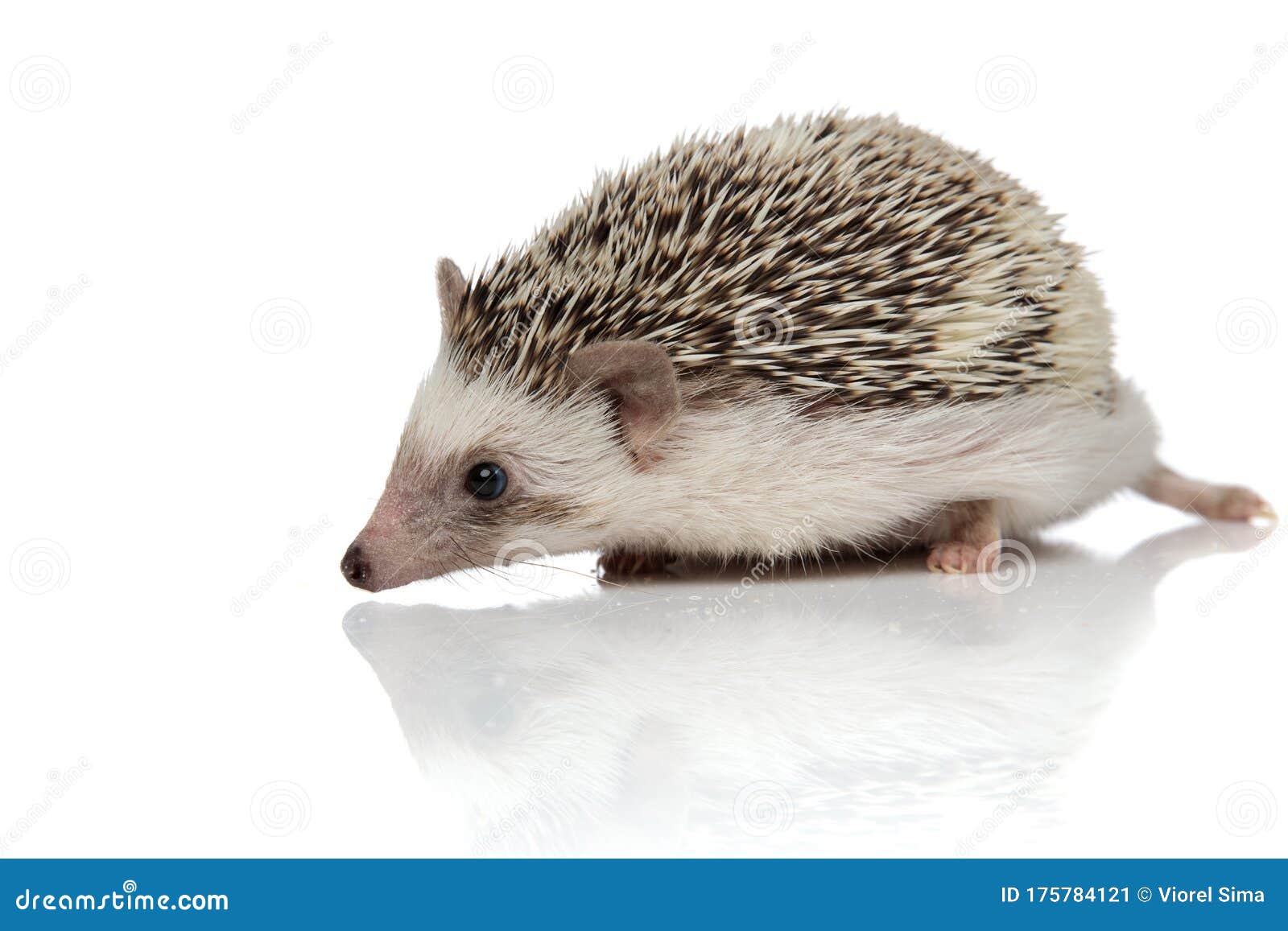 A Curious Hedgehog Exploring A Tabletop Arrangement Of Sunflowers And ...