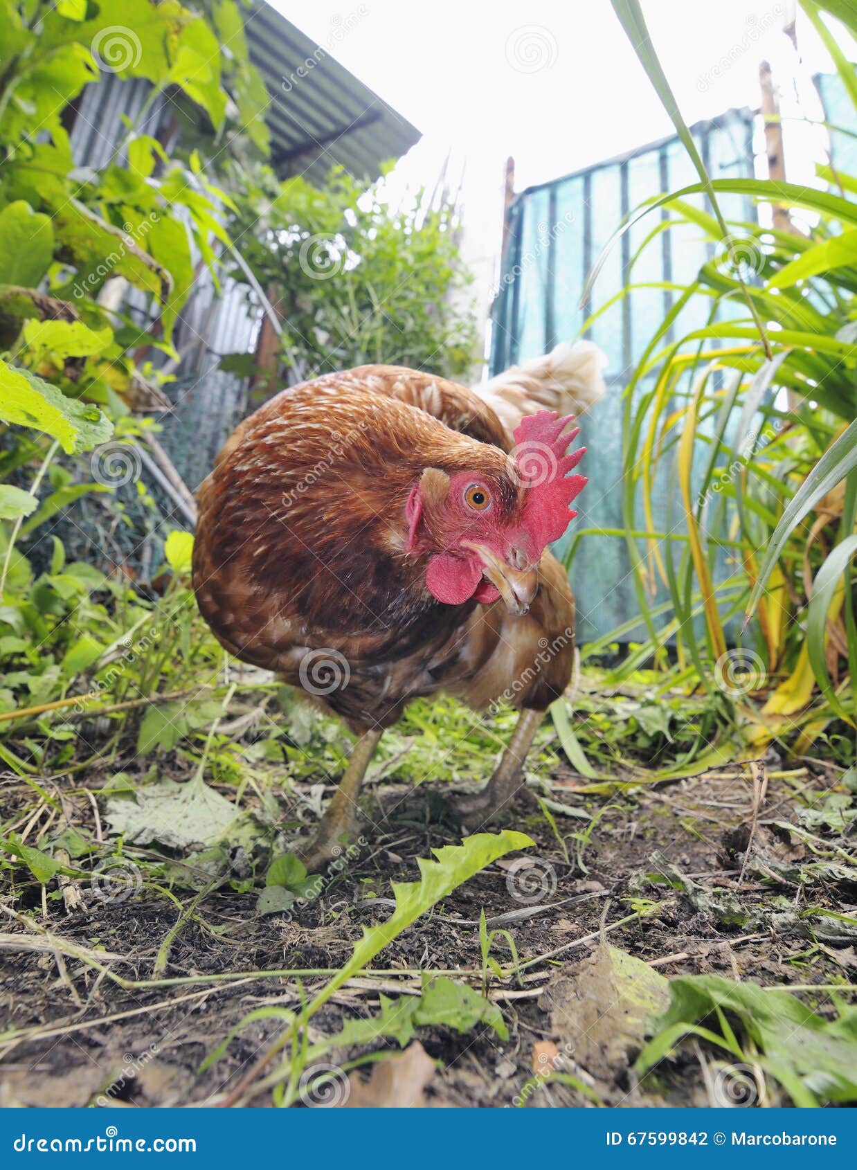 Curious hen stock photo. Image of look, cute, bird, animal - 67599842
