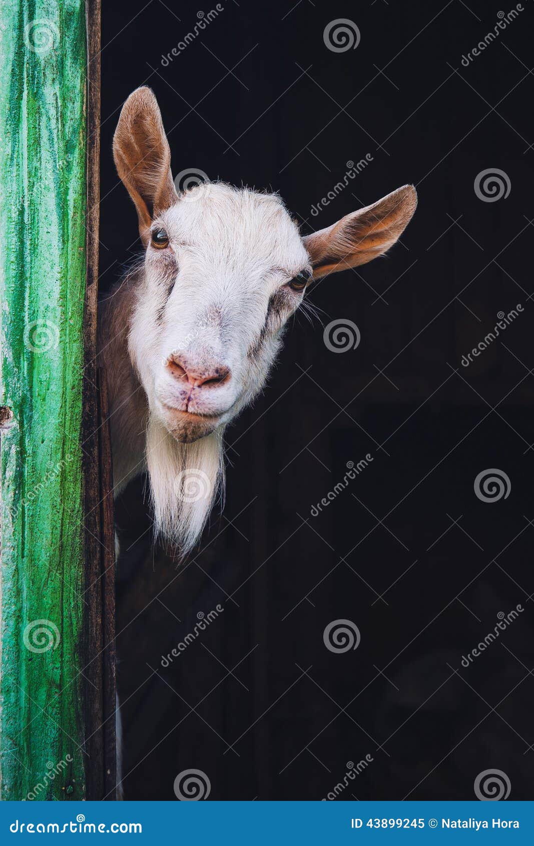 Curious hornless goat stock image. Image of fauna, head - 43899245