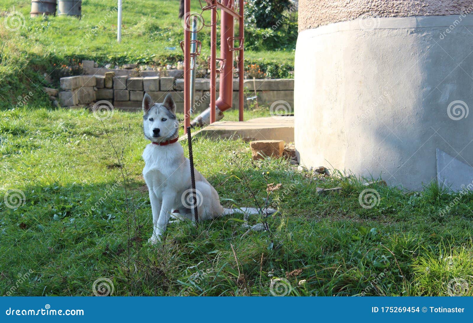 Curious husky on guard stock photo. Image of white, watching - 175269454