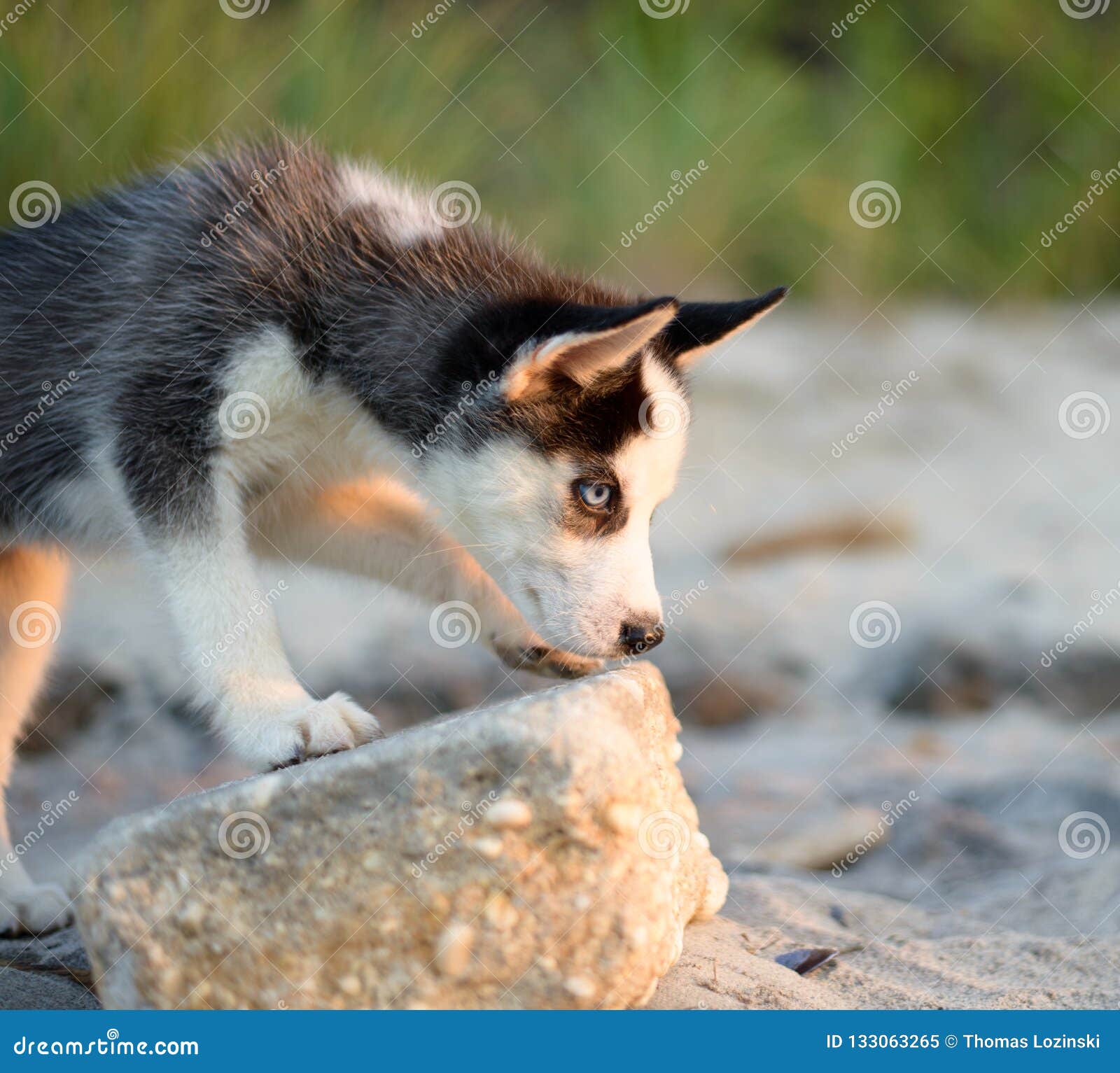 Curious husky stock image. Image of husky, curious, cuddly - 133063265