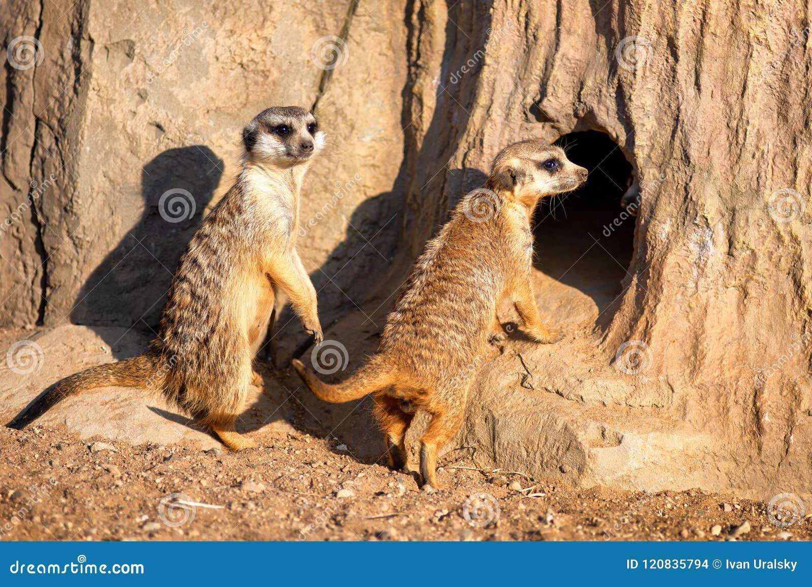 Curious and Inquiring Surikats or Meerkats Watching Around Stock Photo ...