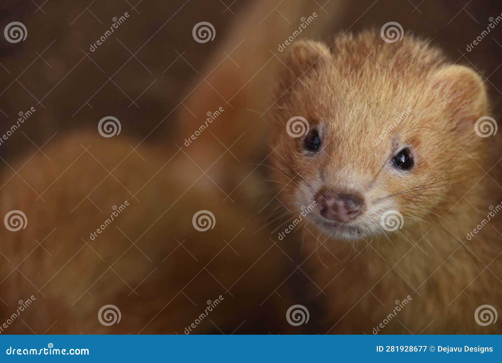 Curious and Inquisitive Orange Ferret Face Up Close Stock Image - Image ...
