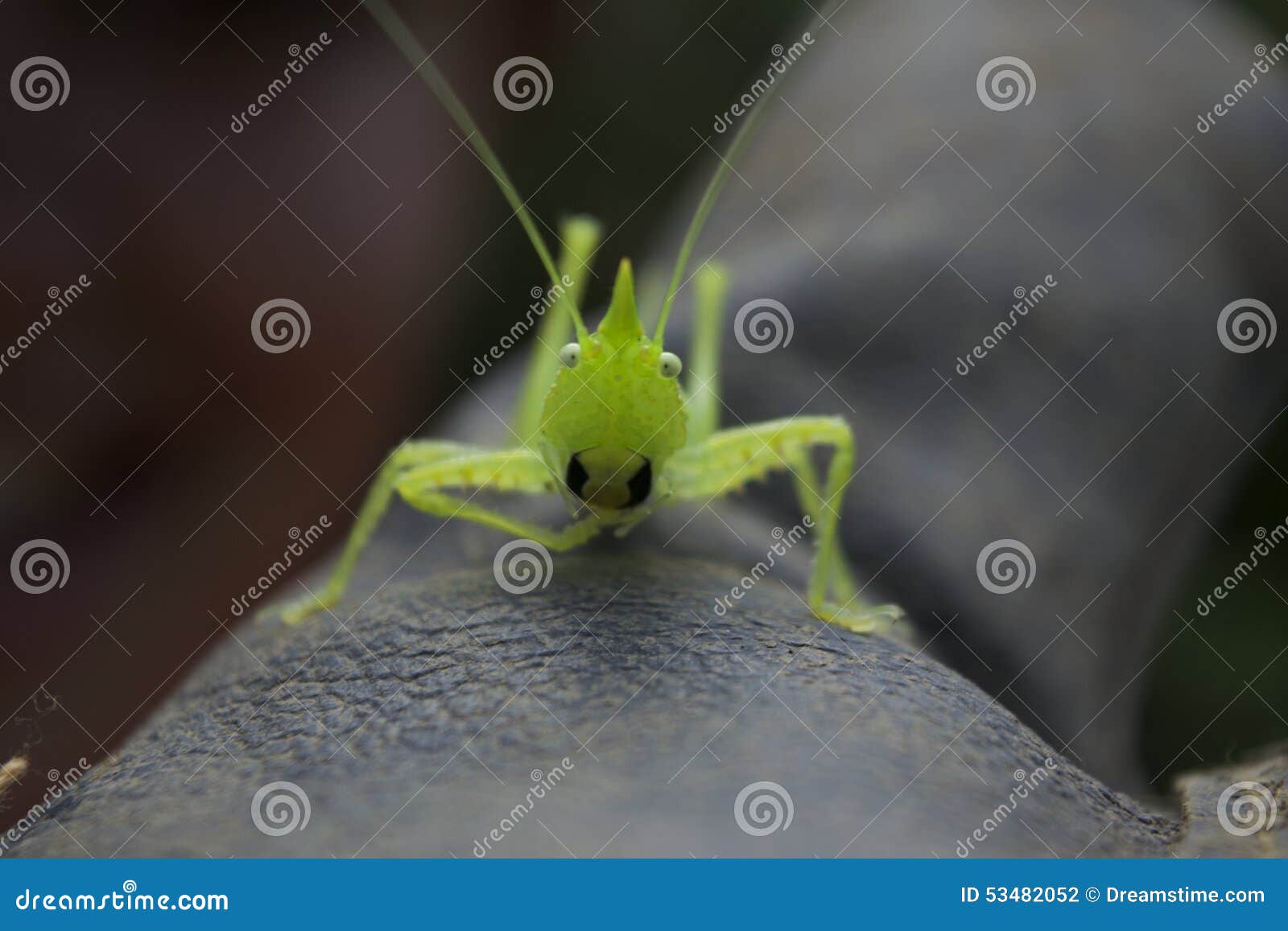 Curious Insect stock photo. Image of like, remarkably - 53482052