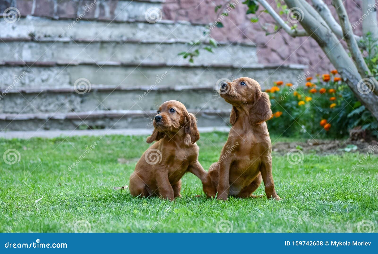 Curious Irish Setter Pair on the Nature Stock Photo - Image of nose ...