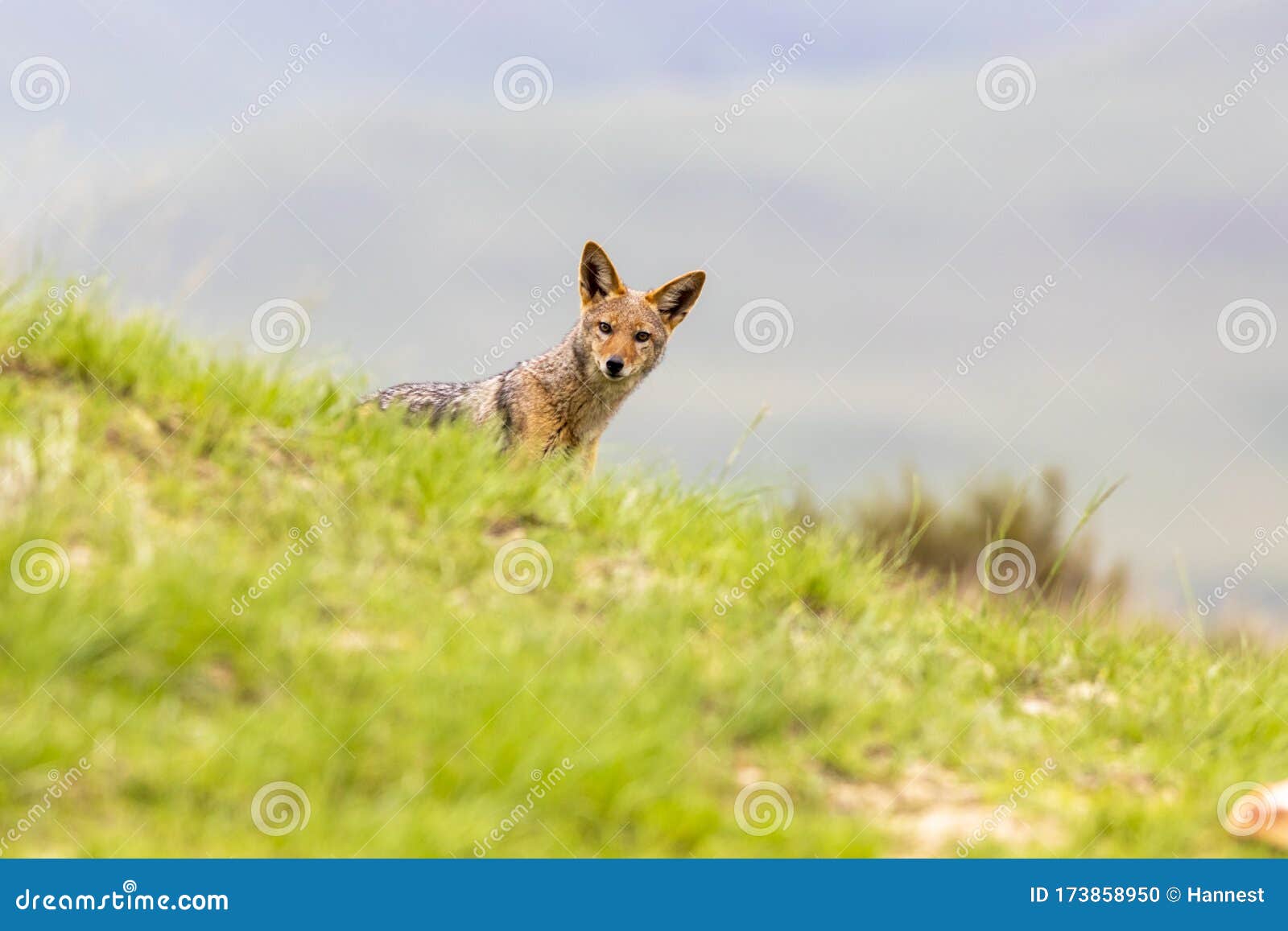 Curious Jackal Looking Over the Hill Stock Photo - Image of valley, maluti: 173858950