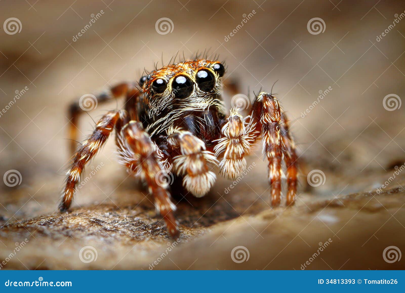 Curious jumping spider stock image. Image of orange, cute - 34813393