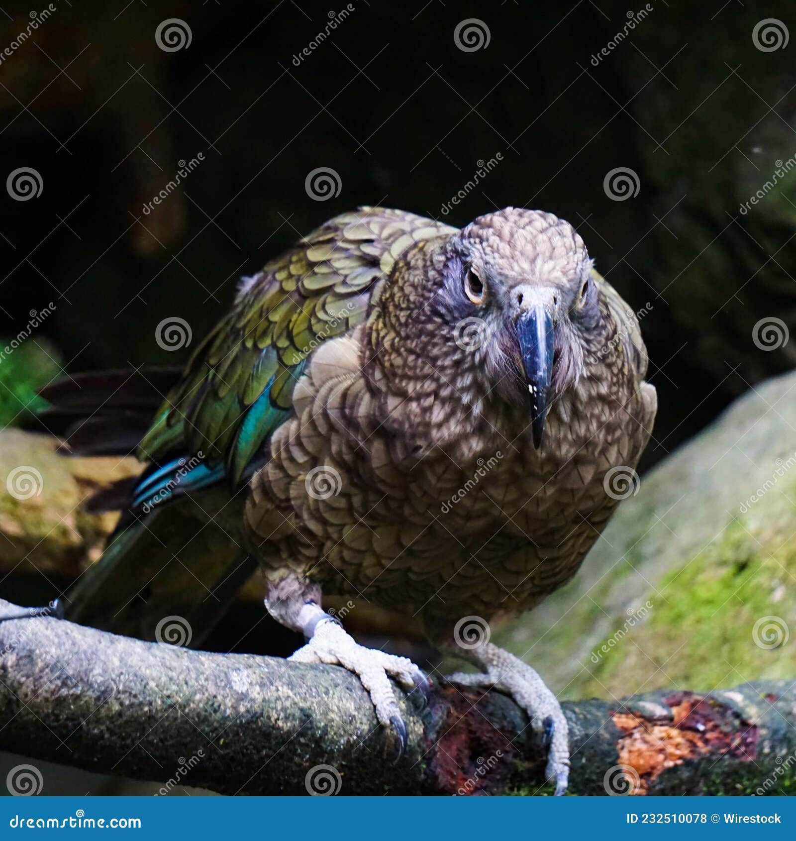 Curious Kea Parrot Perched on a Tree Trunk in the Zoo Stock Photo ...