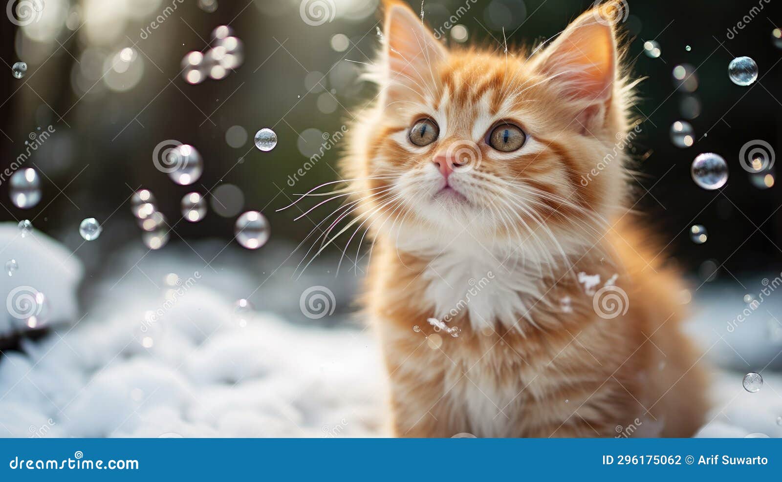 Curious Kitten with Adorable Whiskers Playfully Explores with Its Tiny ...