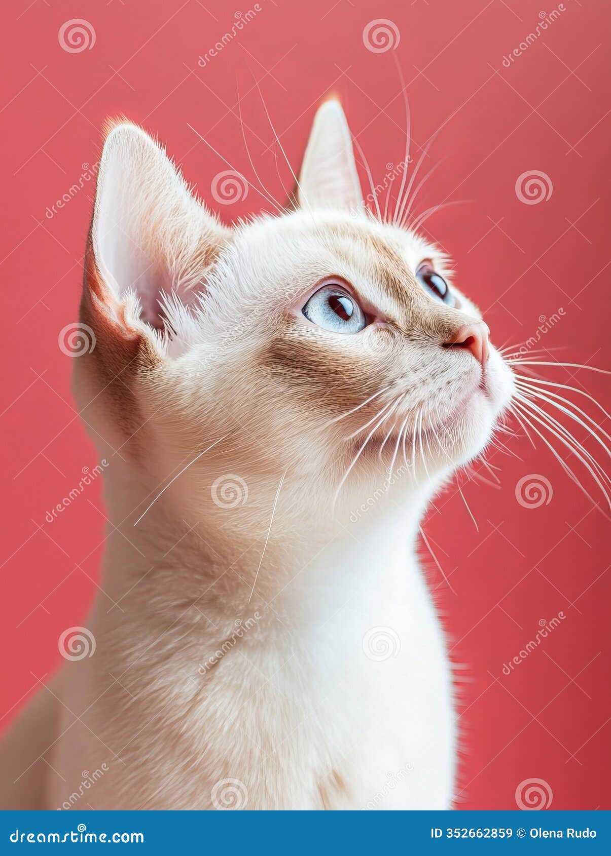 Curious Kitten Looking Up on Red Background Stock Illustration ...
