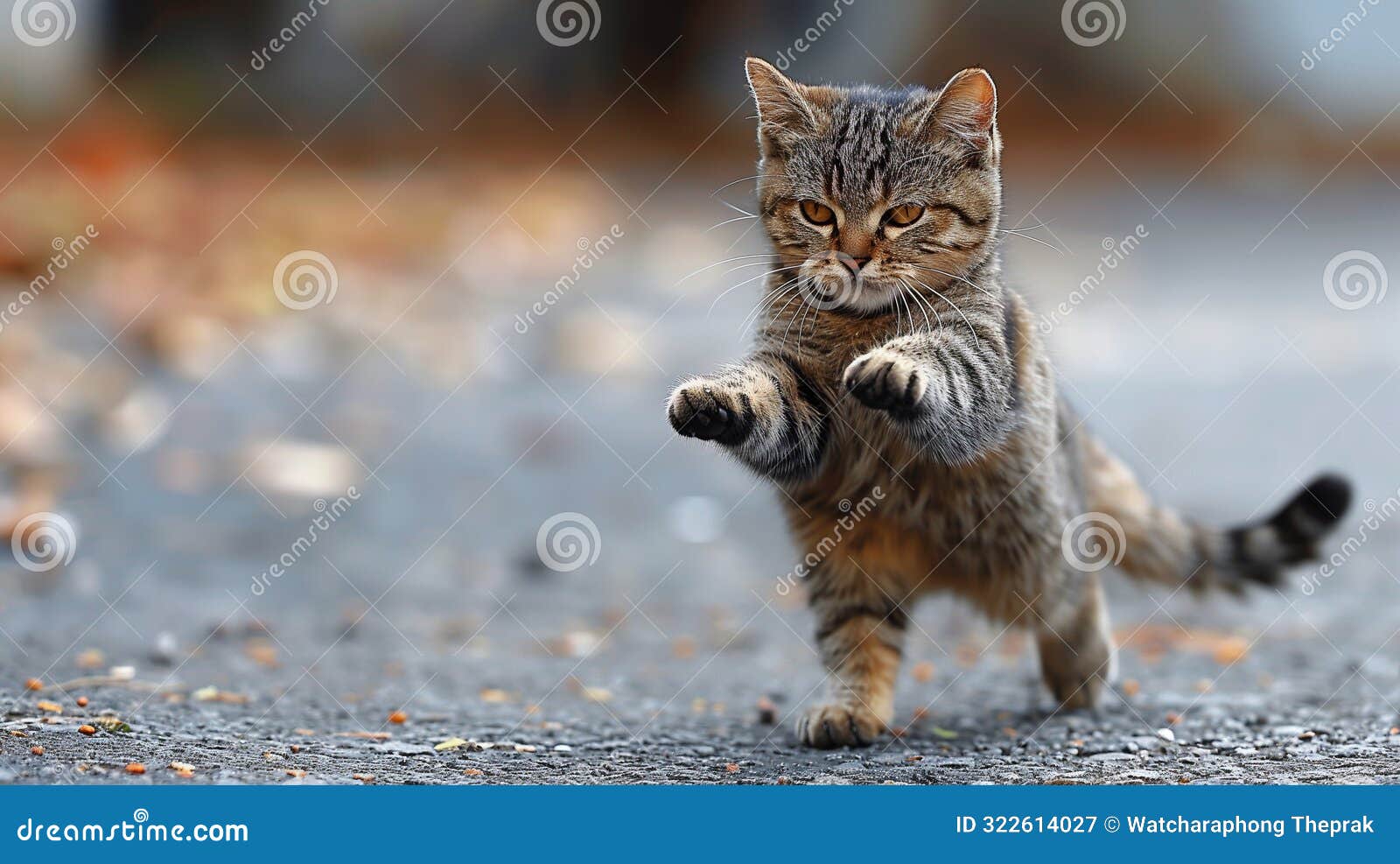 Curious Kitten on Road, Standing on Back Legs Stock Illustration ...