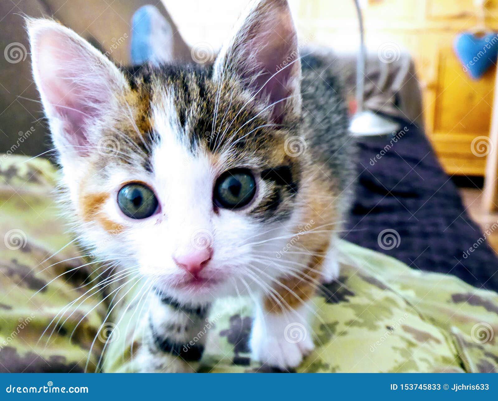 Curious Kitten Walking and Looking. Cat Indoors on Lab. Stock Image ...