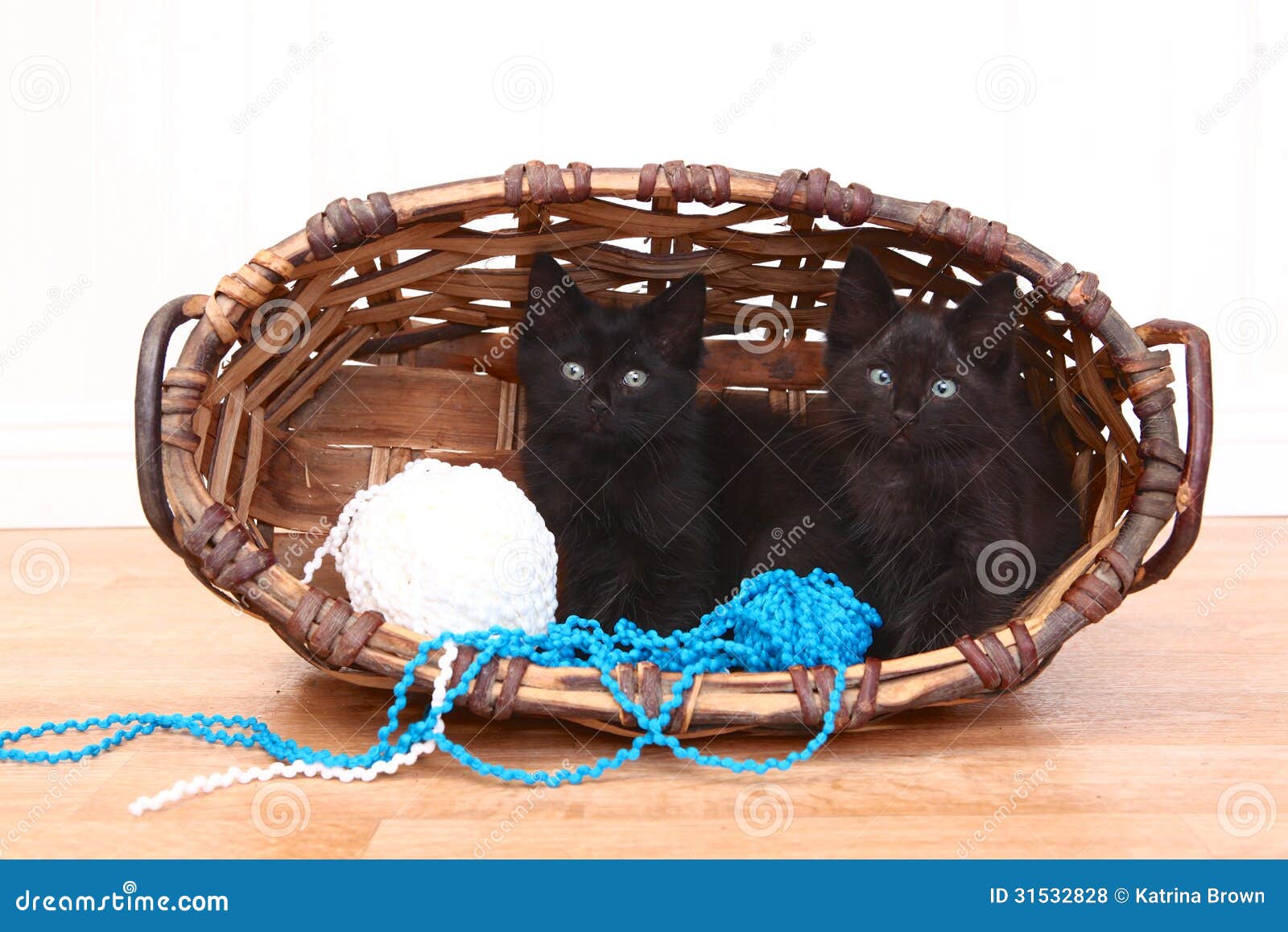 Curious Kittens Inside a Basket on White Stock Photo - Image of ...