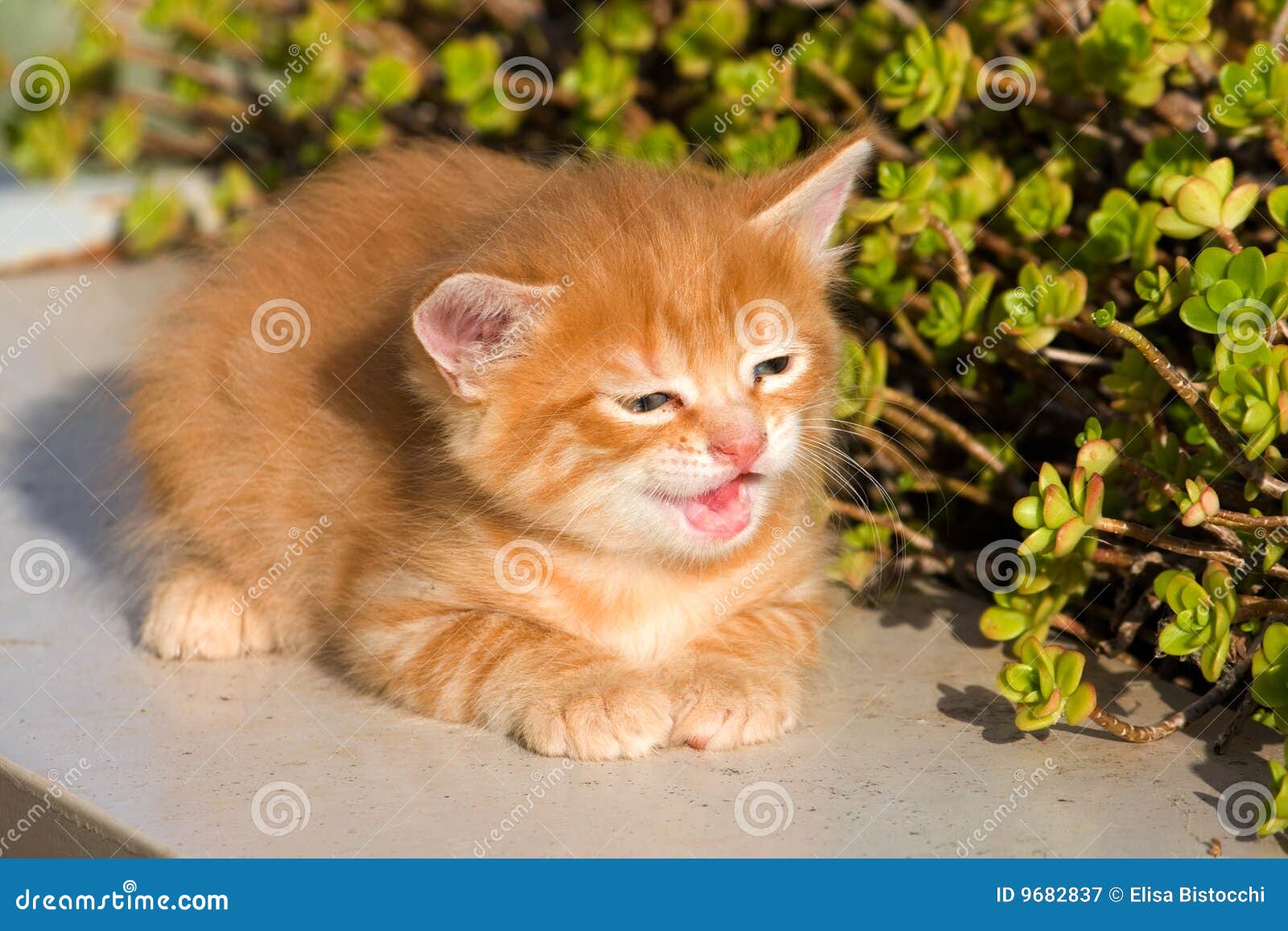 Curious kitty stock image. Image of kitten, expression - 9682837