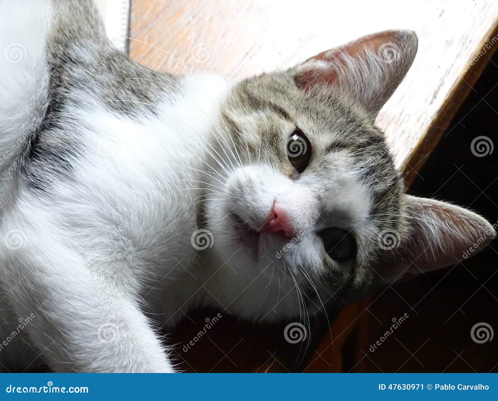 Curious Kitty stock image. Image of curious, looking - 47630971