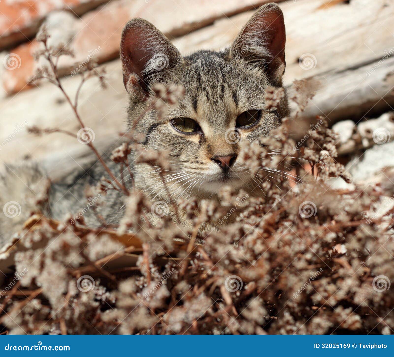 Curious Kitty Resting at Noon Stock Image - Image of pretty, eyes: 32025169