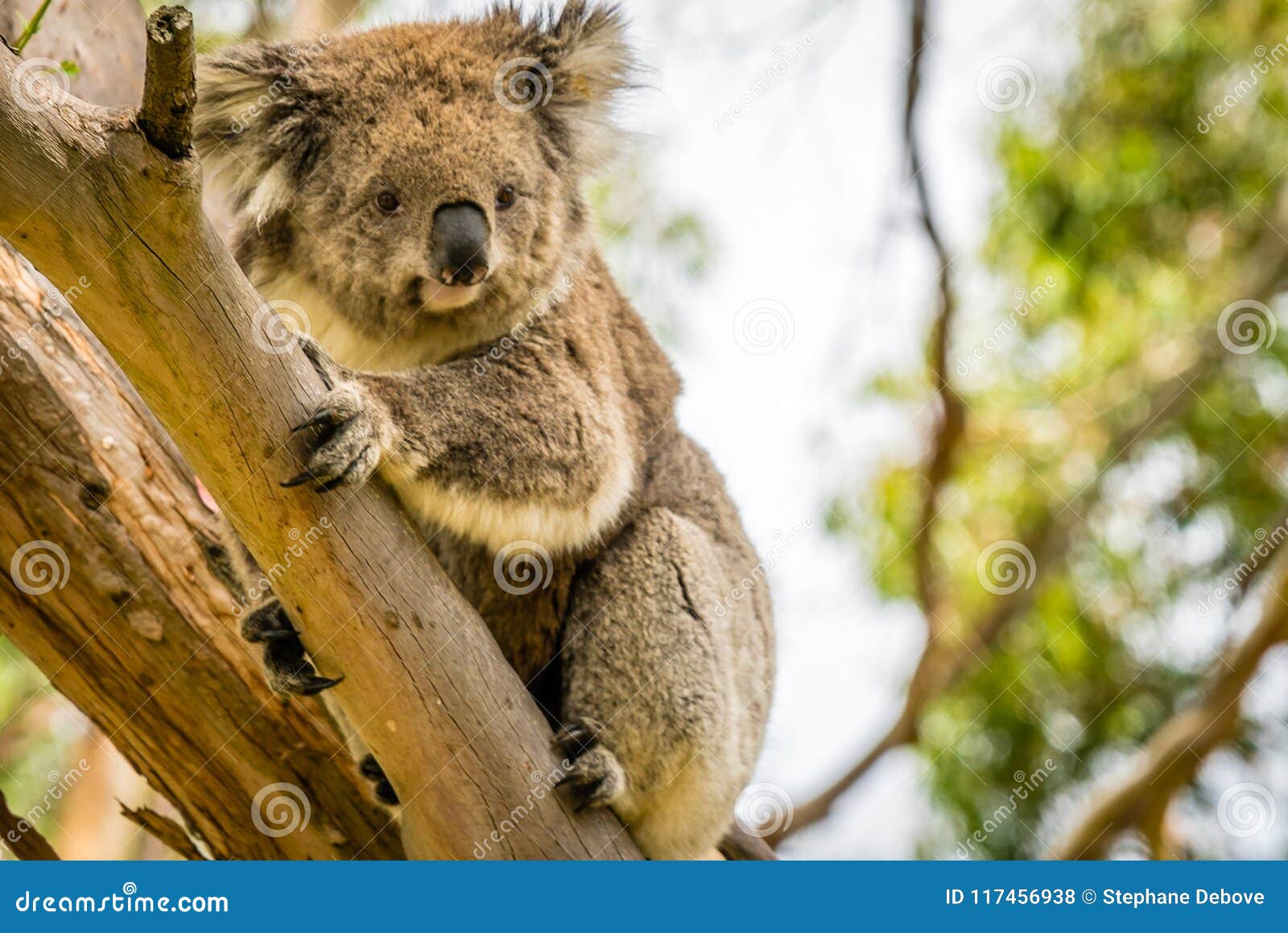 Curious Koala Bear Baby In Mother's Pouch. Koala Bear Baby Looking Out ...