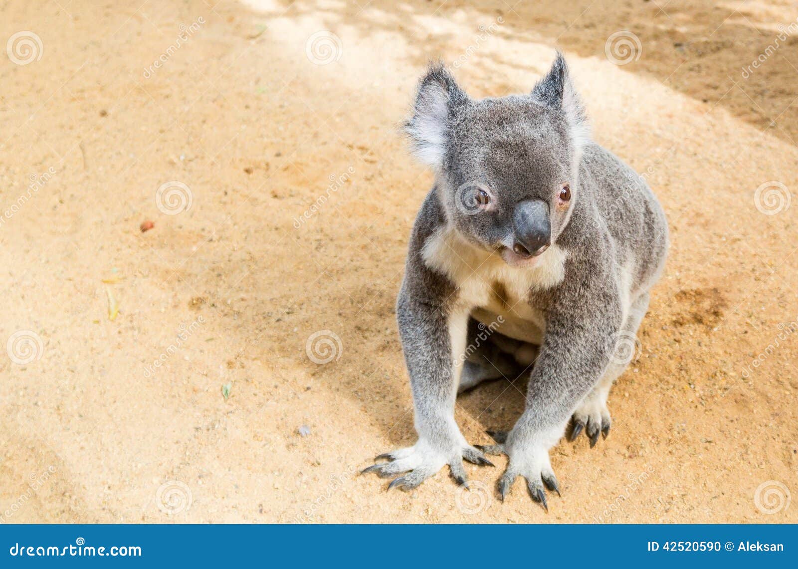 Curious koala stock photo. Image of vertical, australian - 42520590