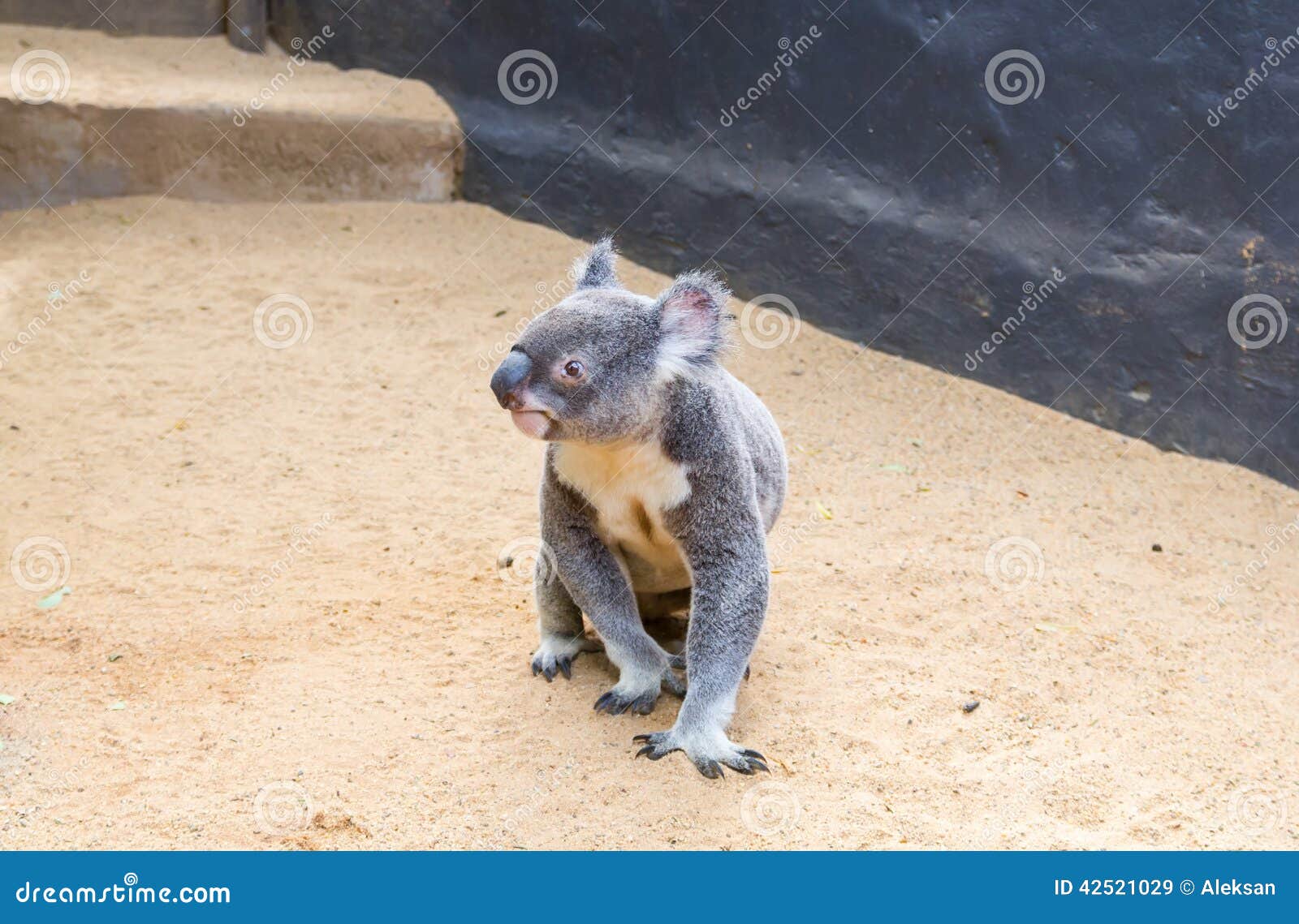 Curious koala stock image. Image of claw, curiosity, hair - 42521029
