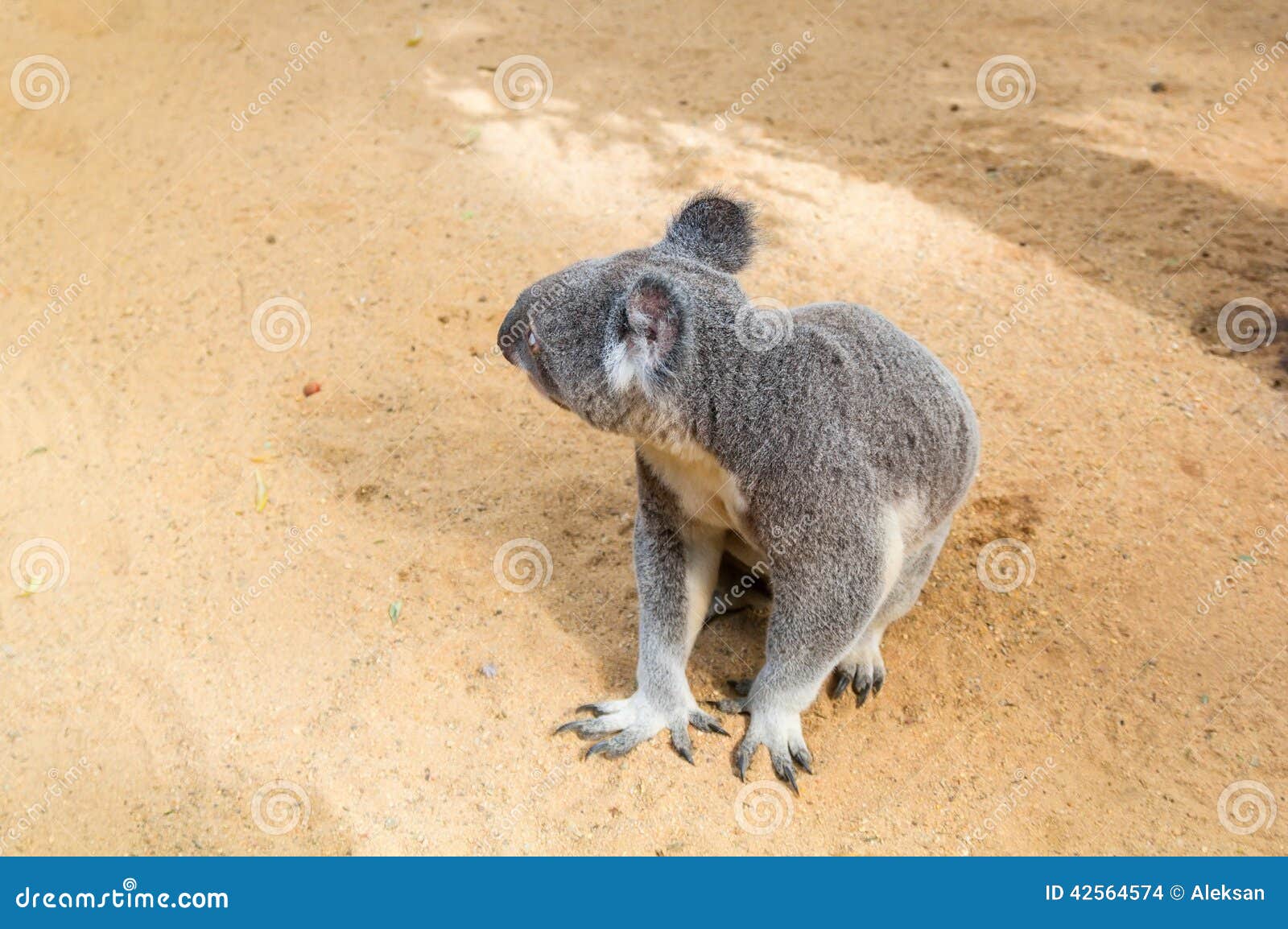 Curious koala stock photo. Image of trunk, environment - 42564574