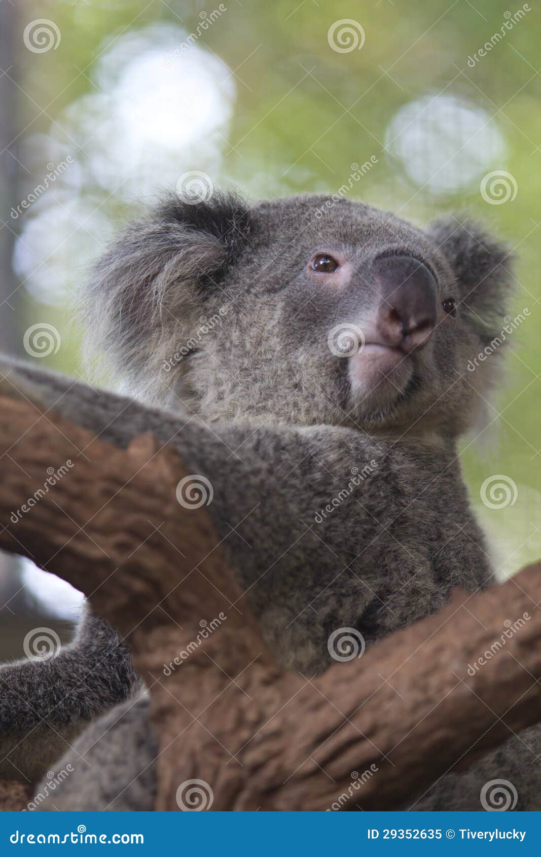 Curious koala on the tree stock image. Image of leaf - 29352635