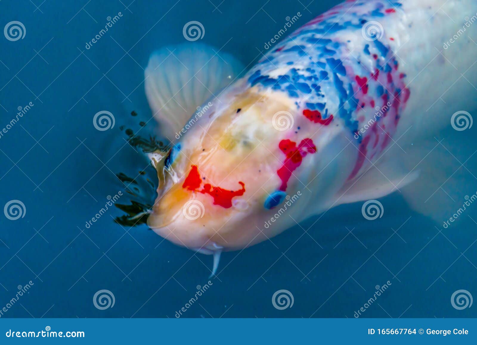 Curious Koi Fish 5 stock photo. Image of fish, outdoors - 165667764