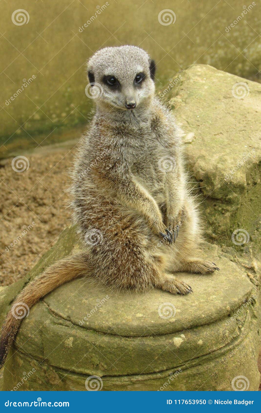 Meerkat stock photo. Image of back, curious, meerkat - 117653950