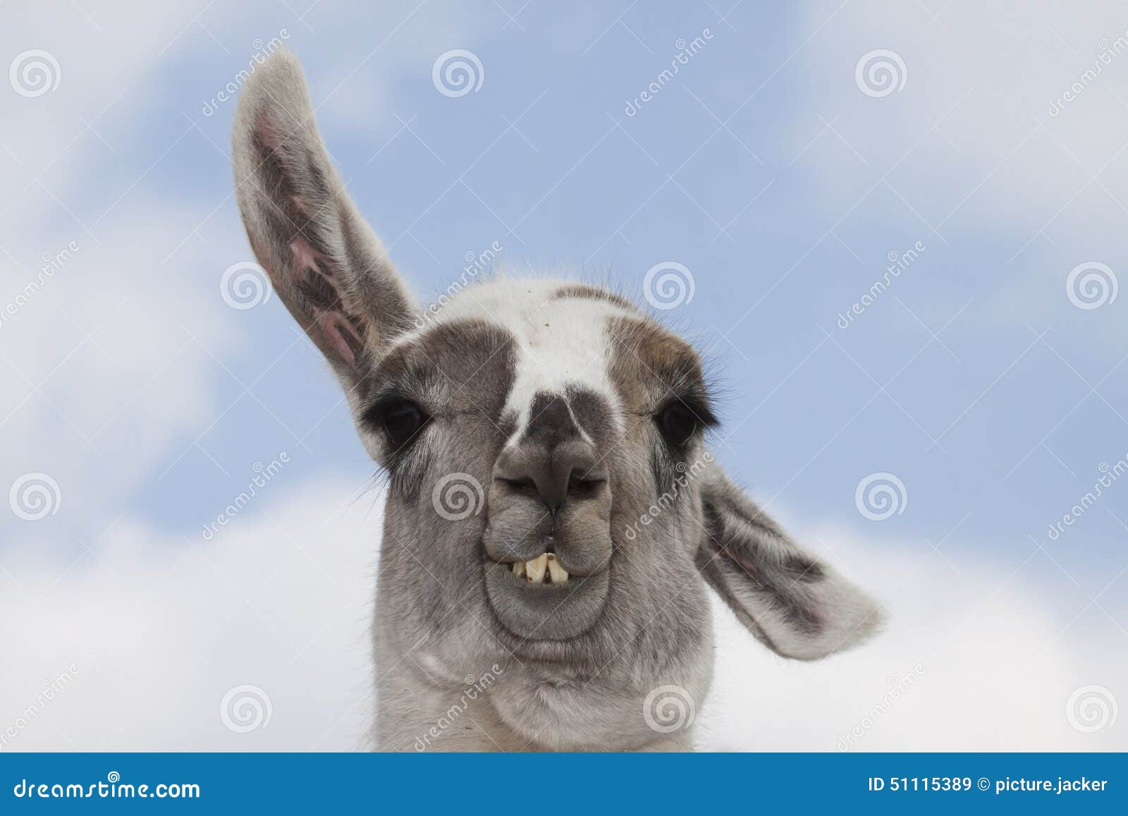 Curious Lama stock image. Image of detail, merrily, droll - 51115389