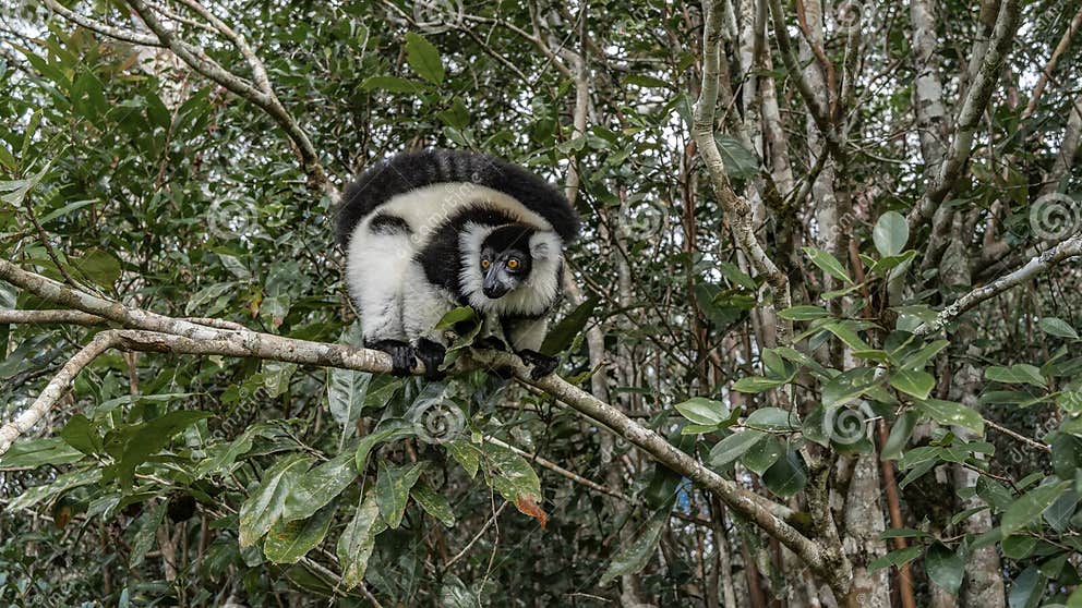 Curious Lemur Vari Varecia Variegata is Sitting on a Tree Branch Stock ... Curious Lemur Vari Varecia Variegata is Sitting on a Tree Branch Stock ...