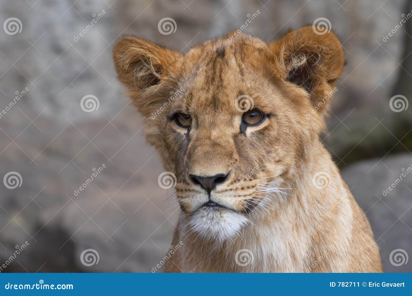 Curious lion cup stock image. Image of predator, exotic - 782711