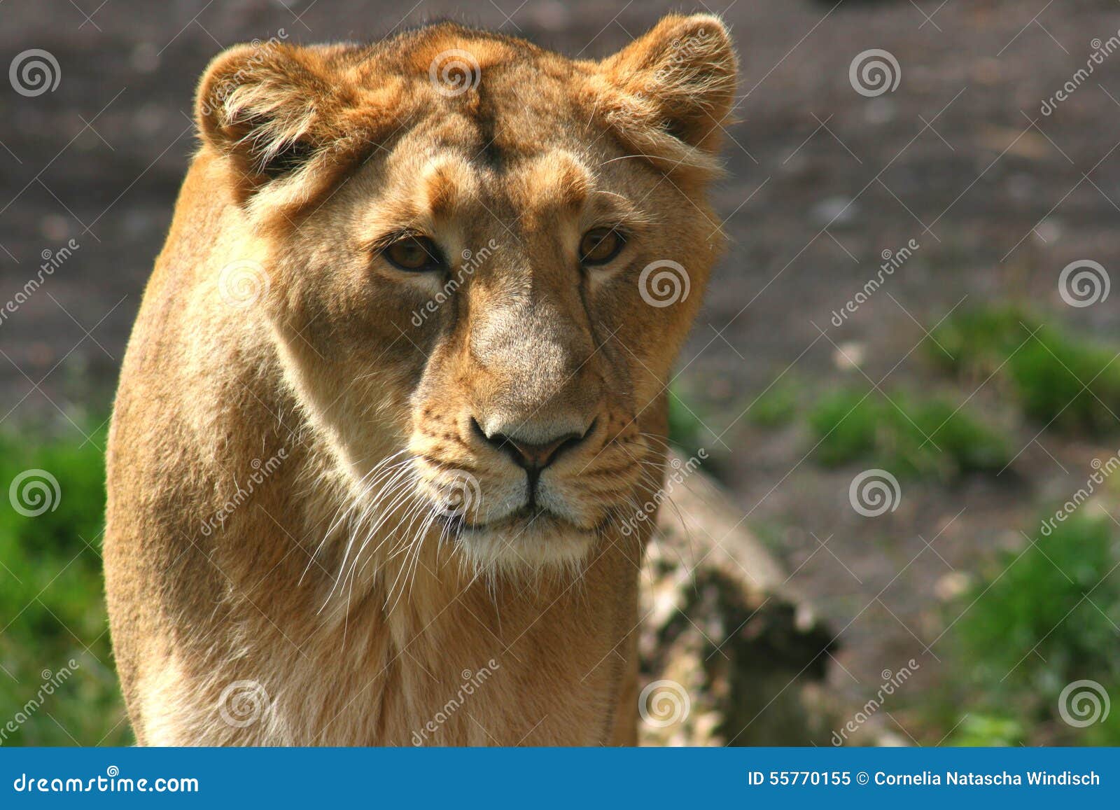 Curious lioness stock image. Image of nature, fauna, close - 55770155