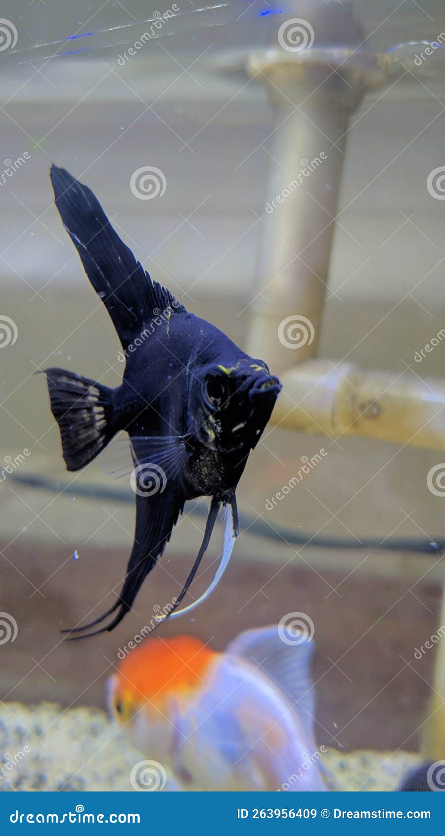 Curious Little Cute Black Fish Stock Image - Image of fish, parrot ...