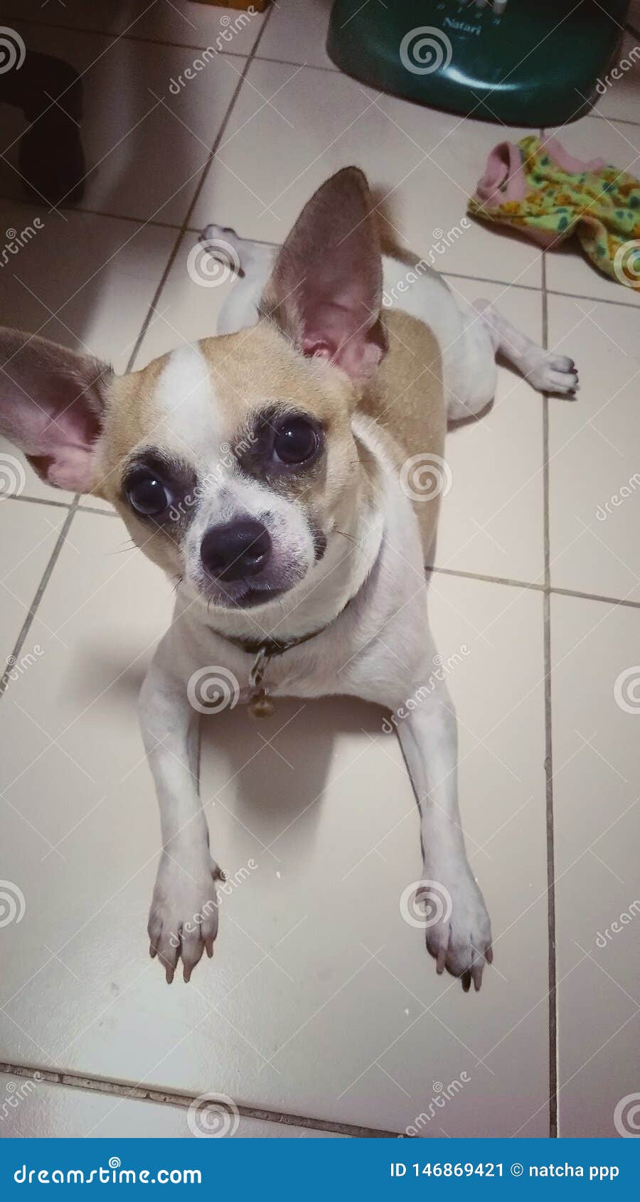 Curious little dog so cute stock image. Image of curious - 146869421